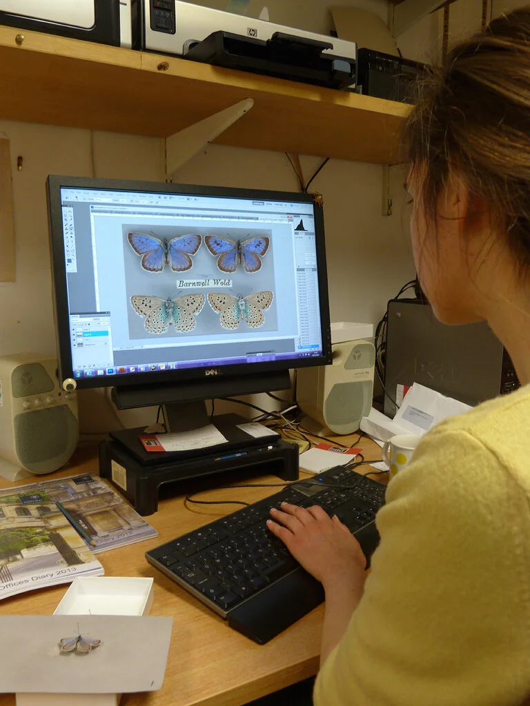 Entomological Collections — Mark Colvin
