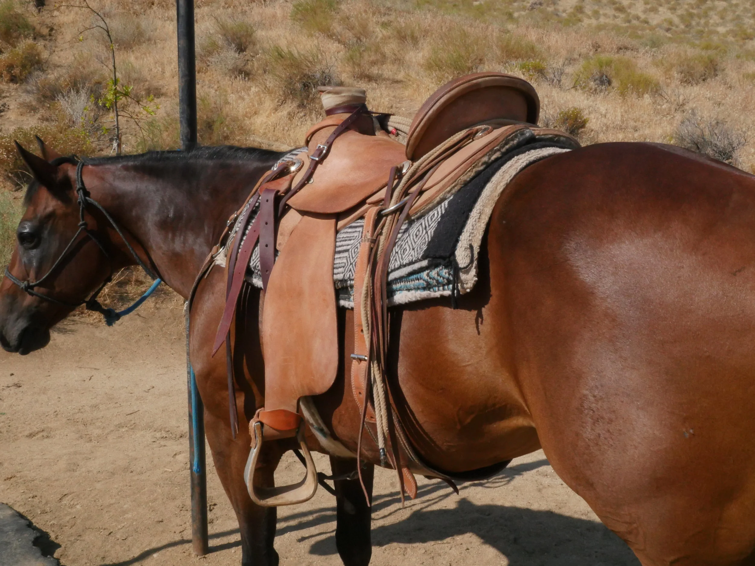 Pat's Slick Fork Saddle — The Disciplined Ride