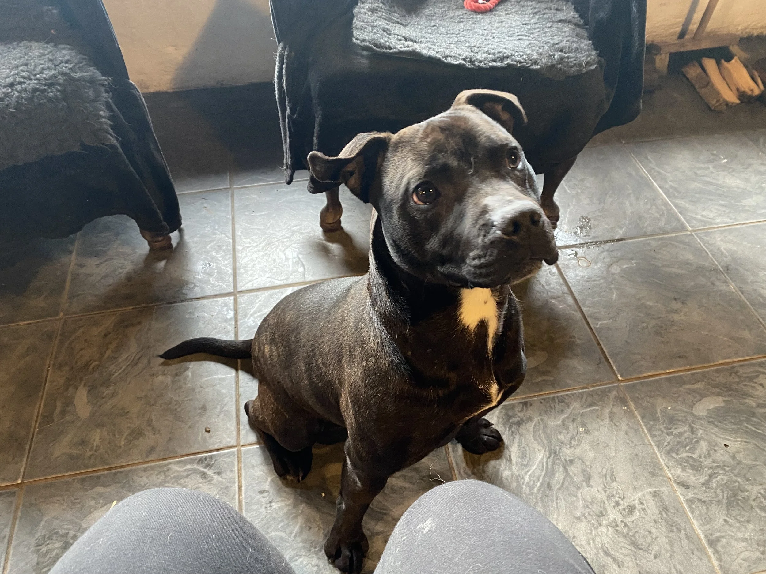 Dogs for Rehoming — Ainmhithe Animal Rescue