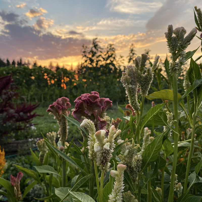 Pretty Good Flower Farm