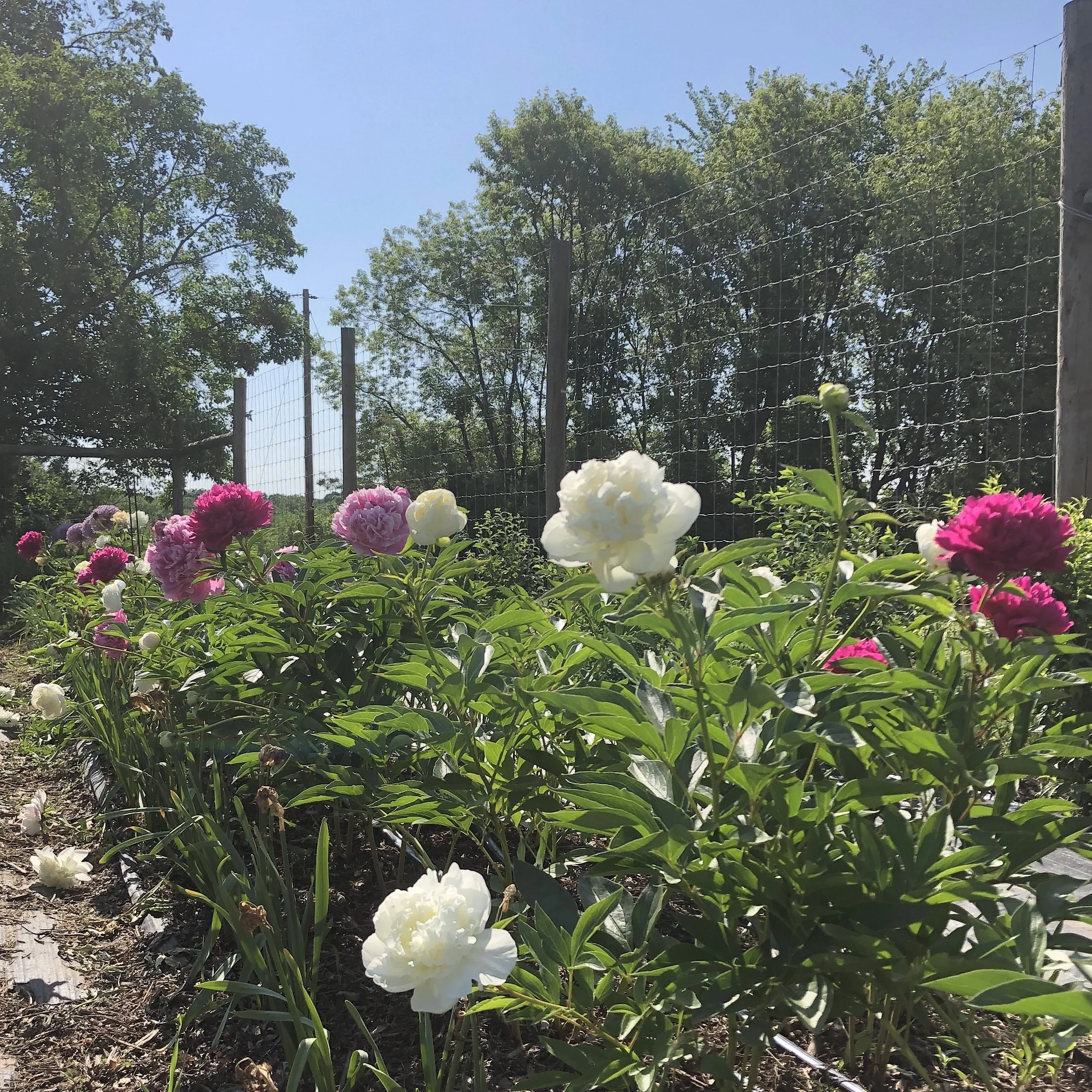 The Farm — Pretty Good Flower Farm