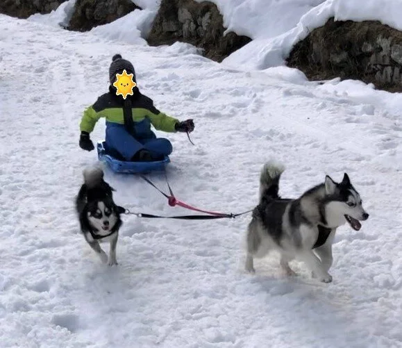 Pomsky Puppies for Sale across the U.S. from American Pomsky