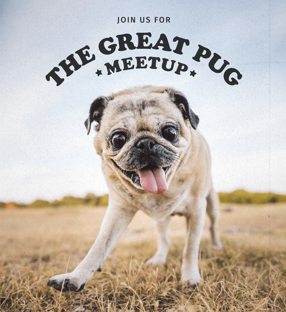 The Great Pug Meet Up! — ZilkerBark!