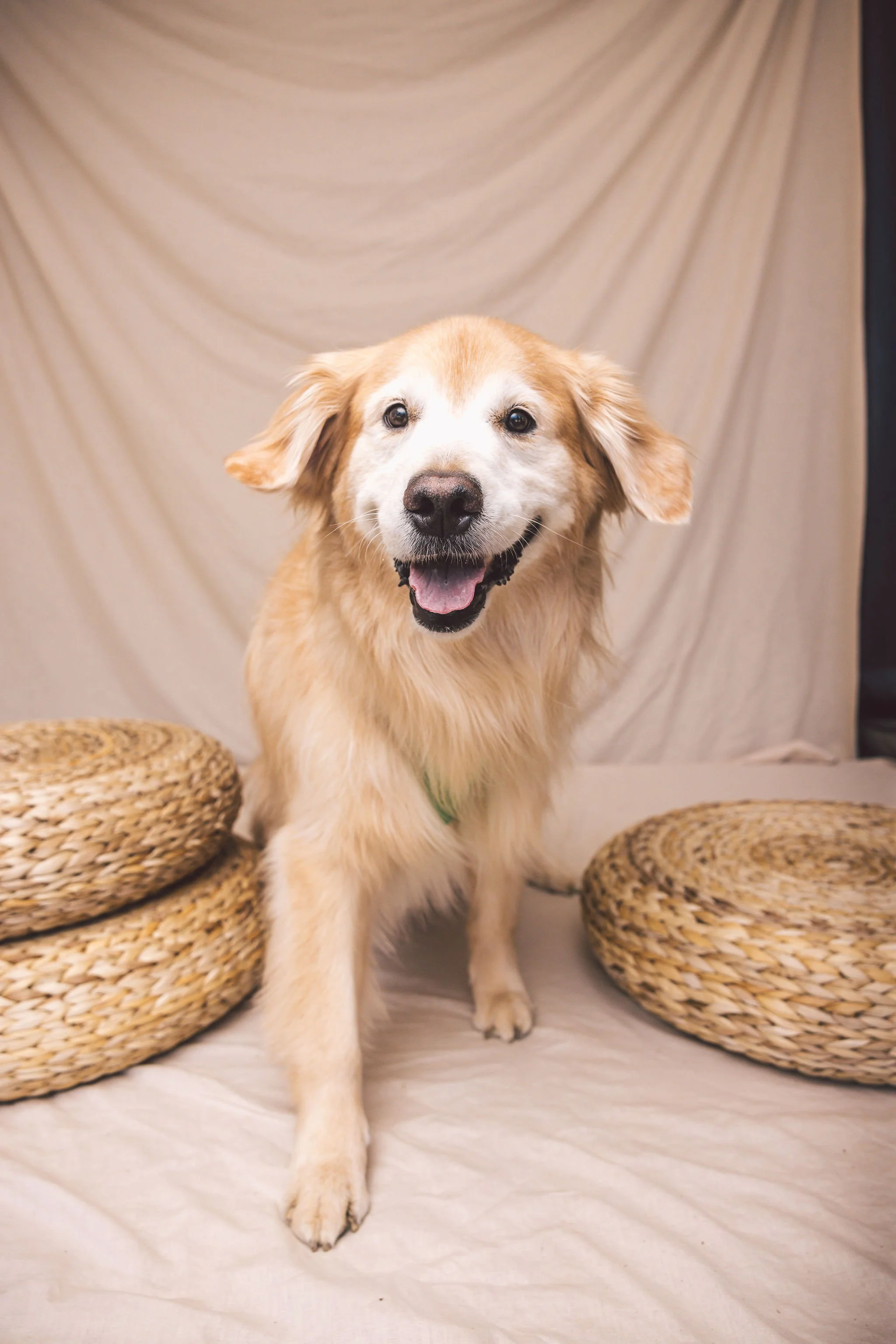 The largest Golden Retriever meetup in Texas with ZilkerBark! — ZilkerBark!