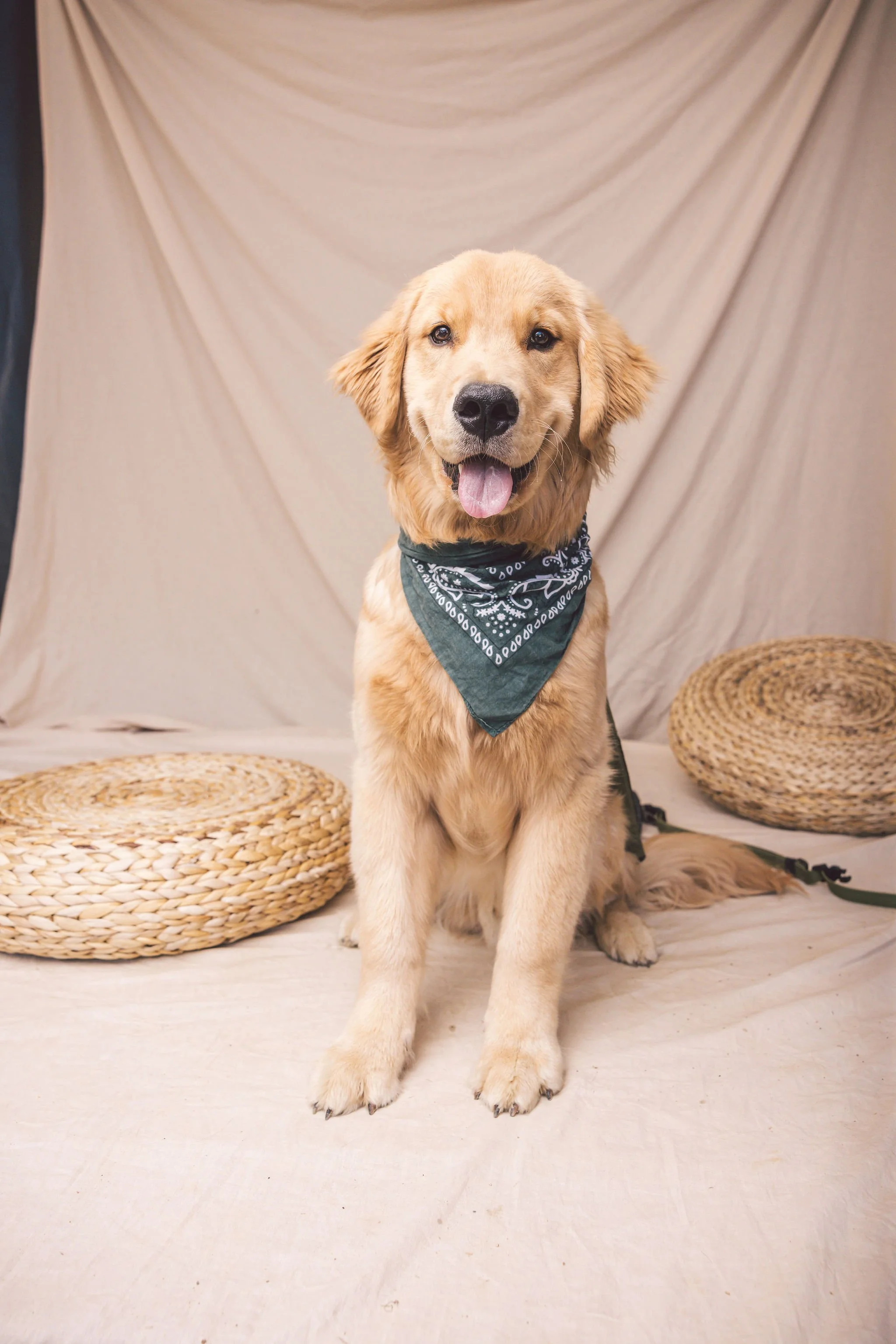 The largest Golden Retriever meetup in Texas with ZilkerBark! — ZilkerBark!