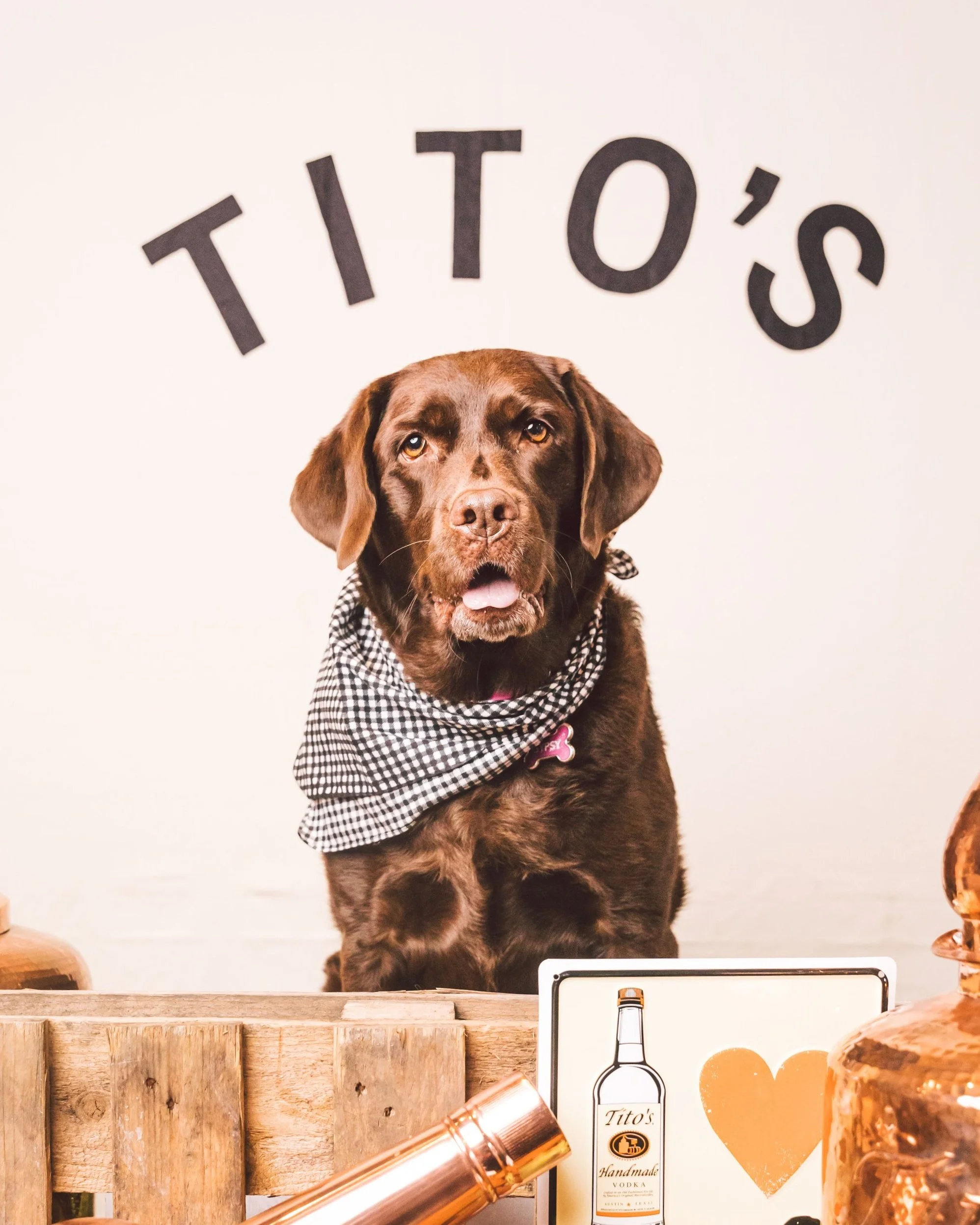 Dogs Named Tito! - ZilkerBark Dog Portrait Event — ZilkerBark!