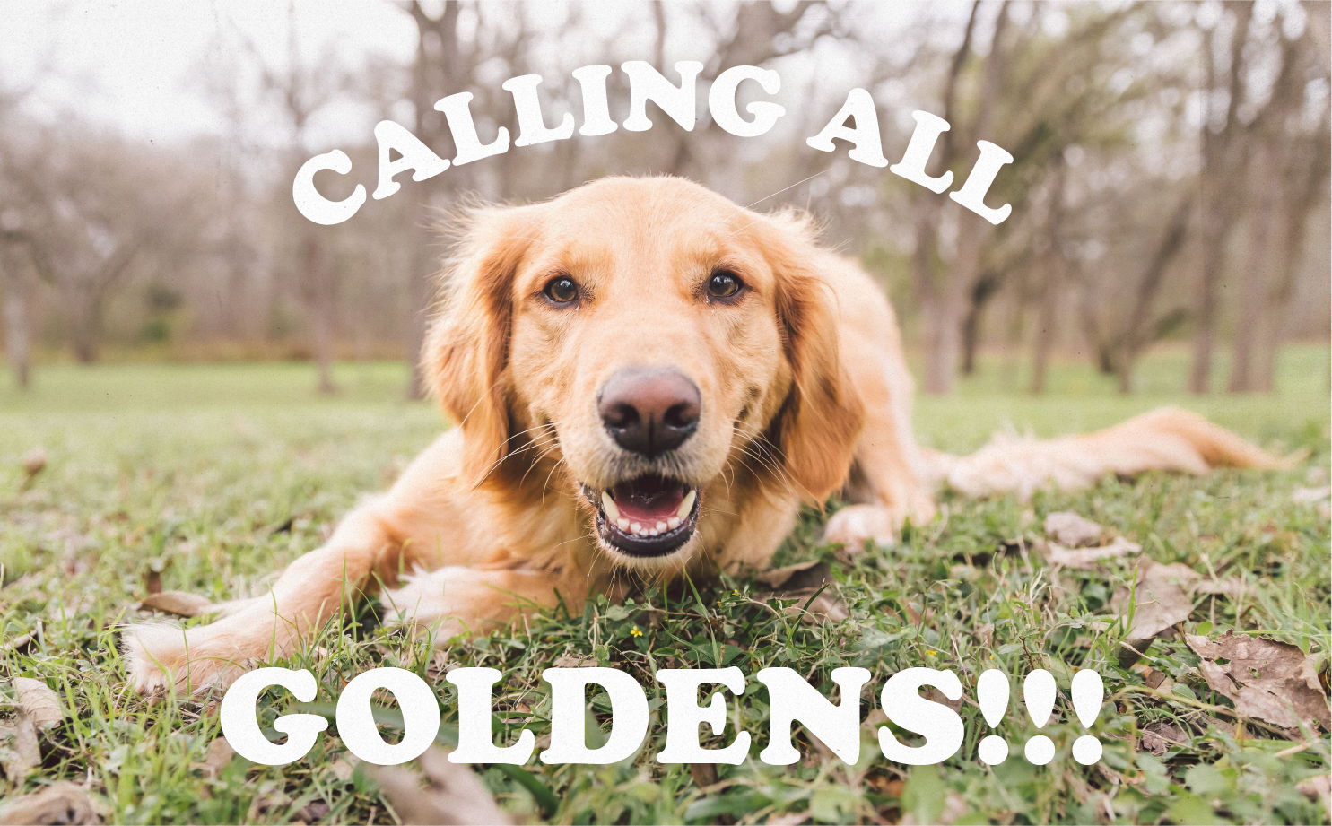 The largest Golden Retriever meetup in Texas with ZilkerBark! — ZilkerBark!