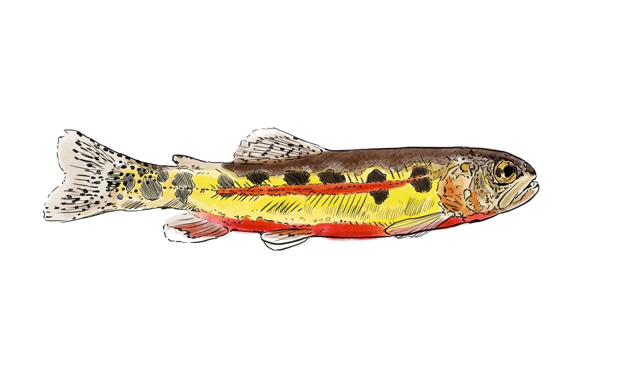 fish studies — Bri Dostie
