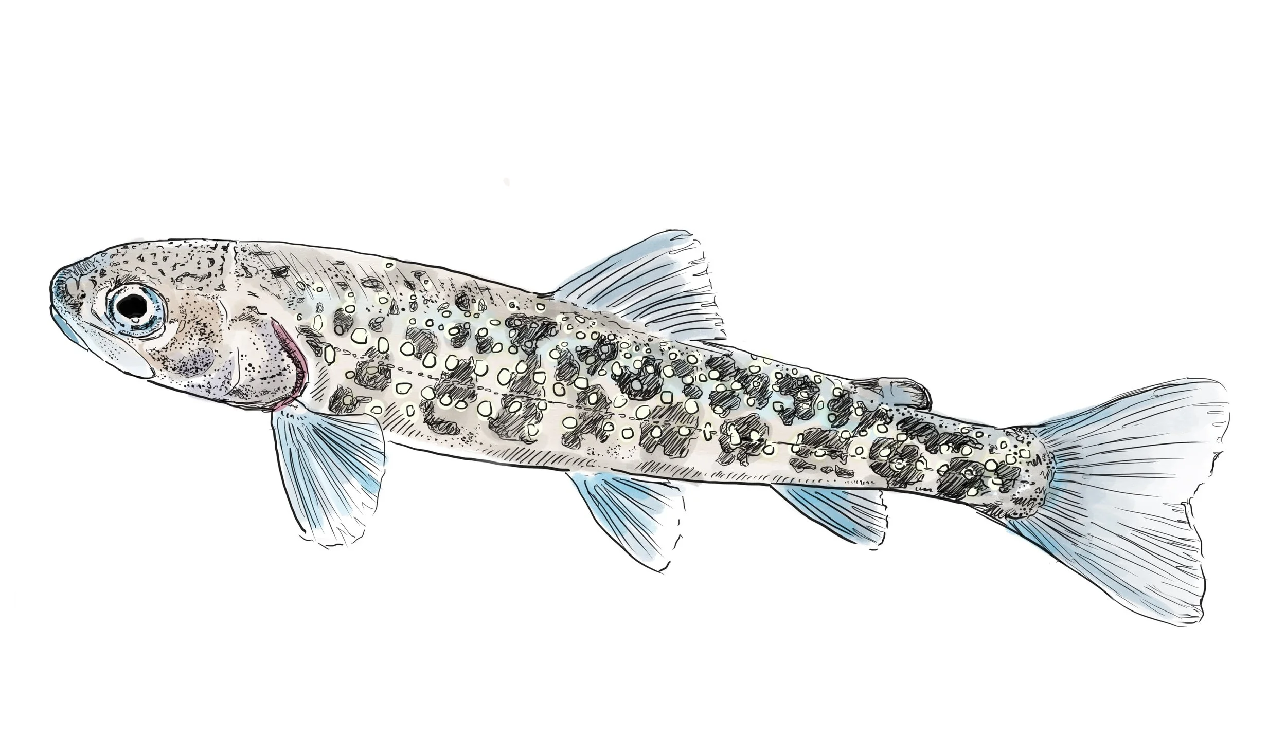 fish studies — Bri Dostie