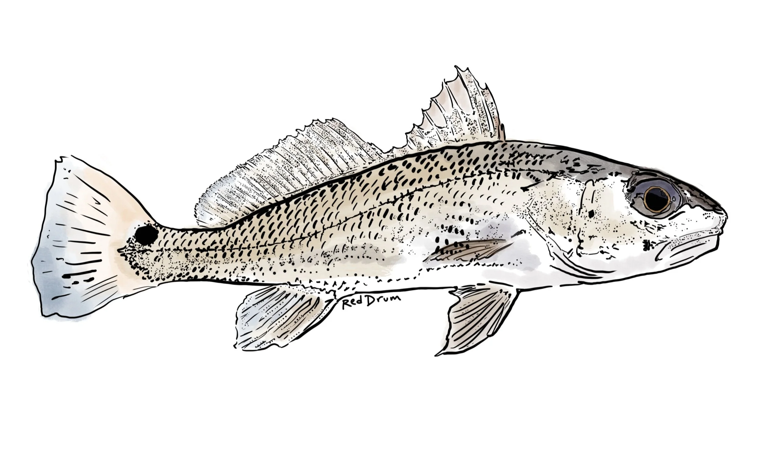 fish studies — Bri Dostie