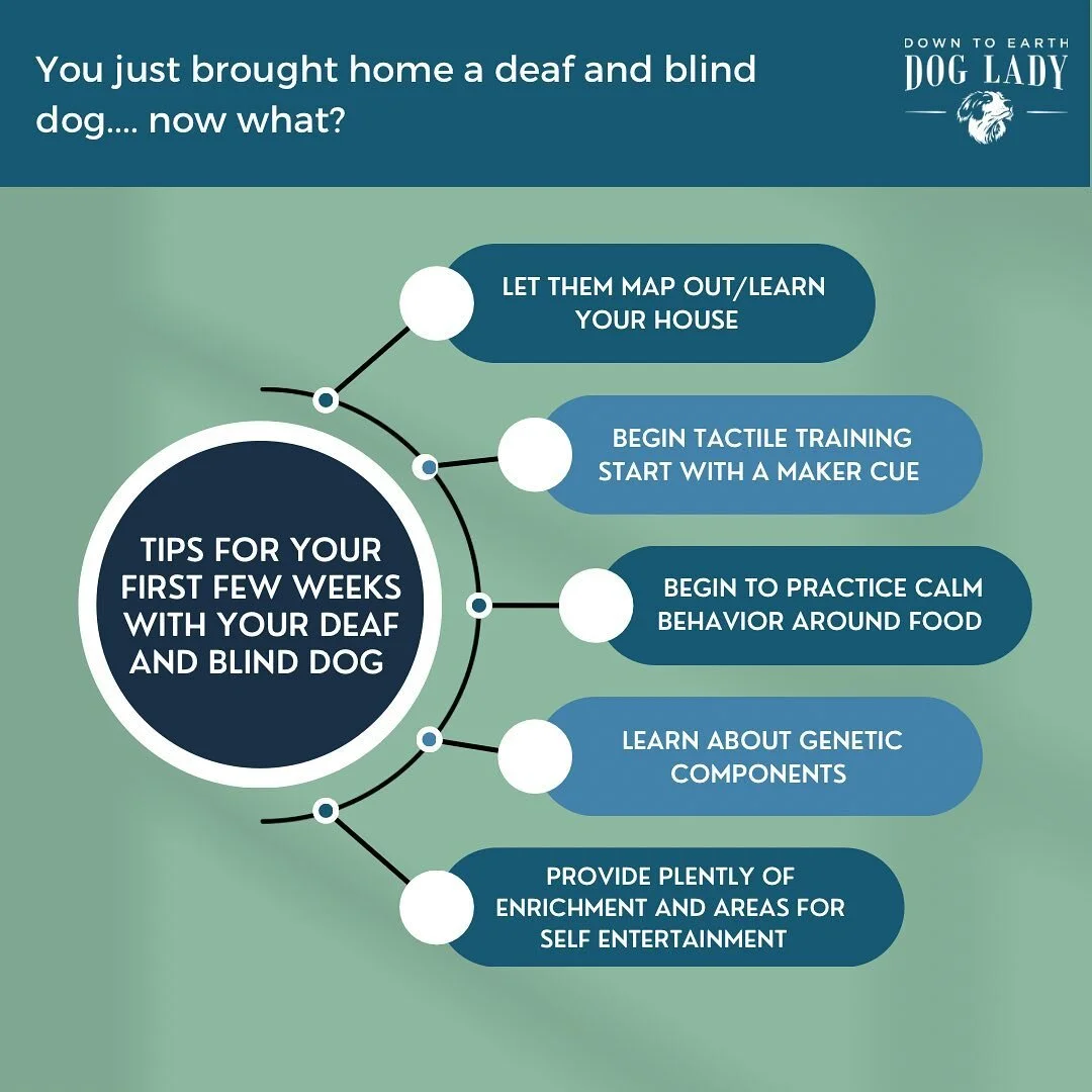 Down To Earth Dog Lady