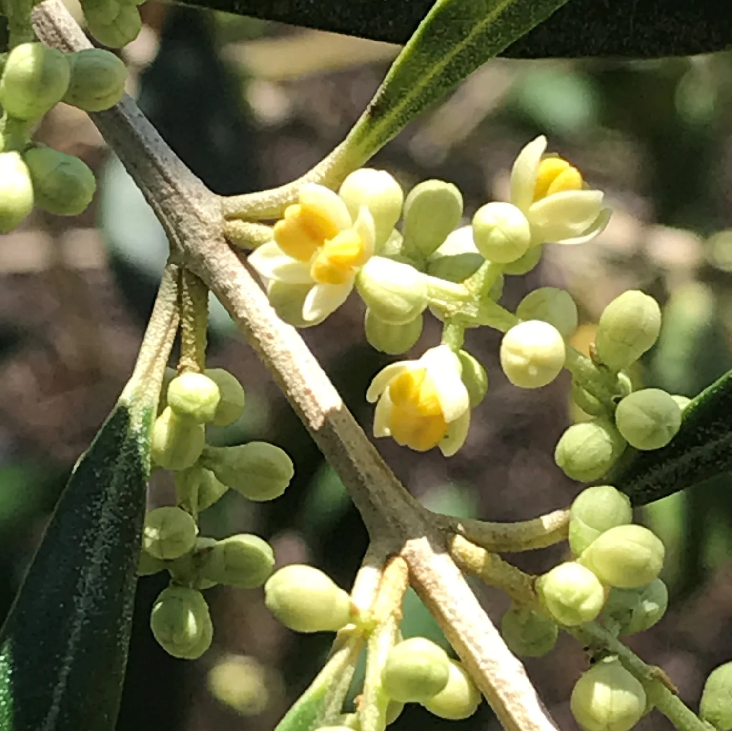 Blossoming Olive