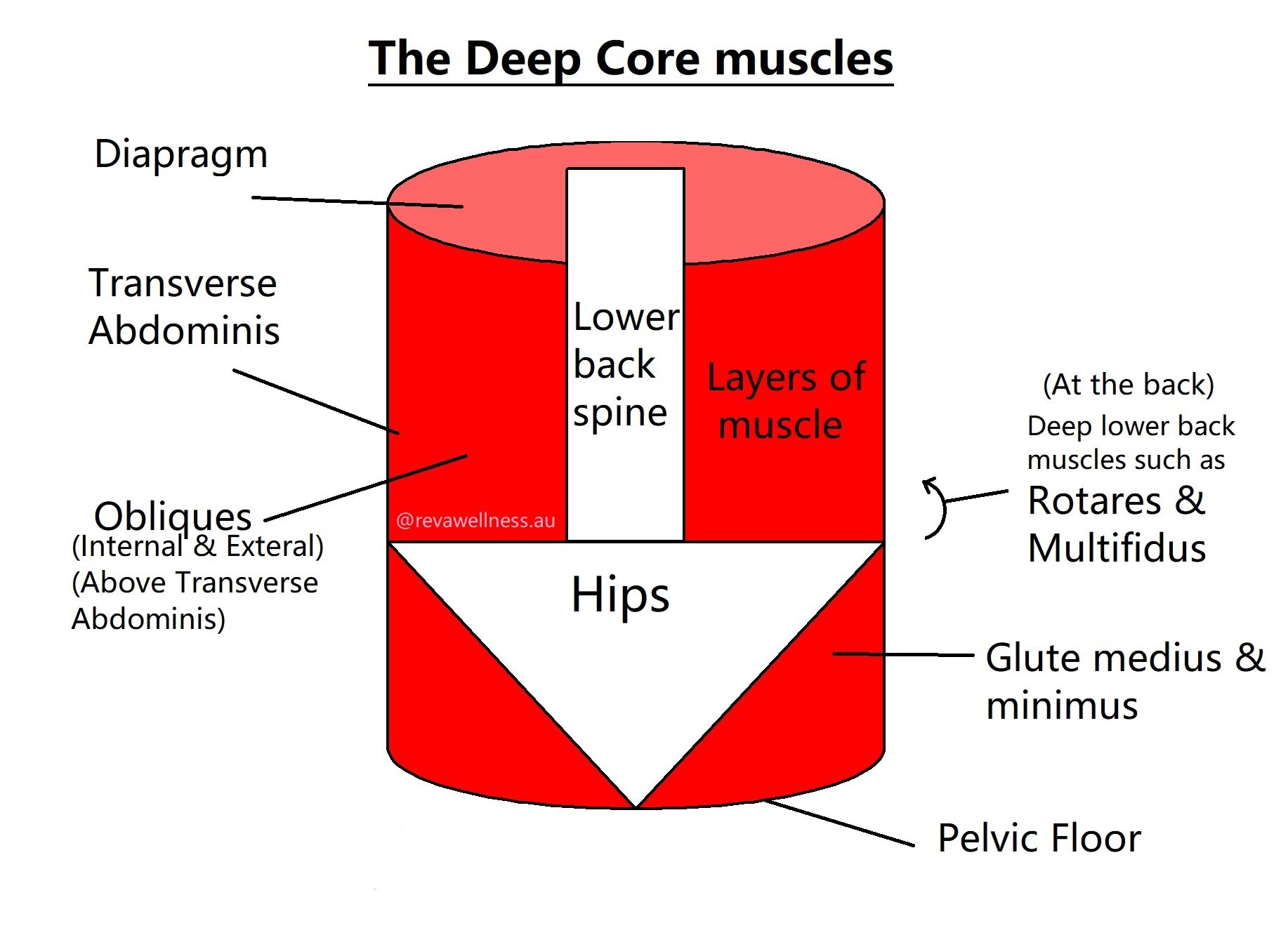 Outer Core Muscles