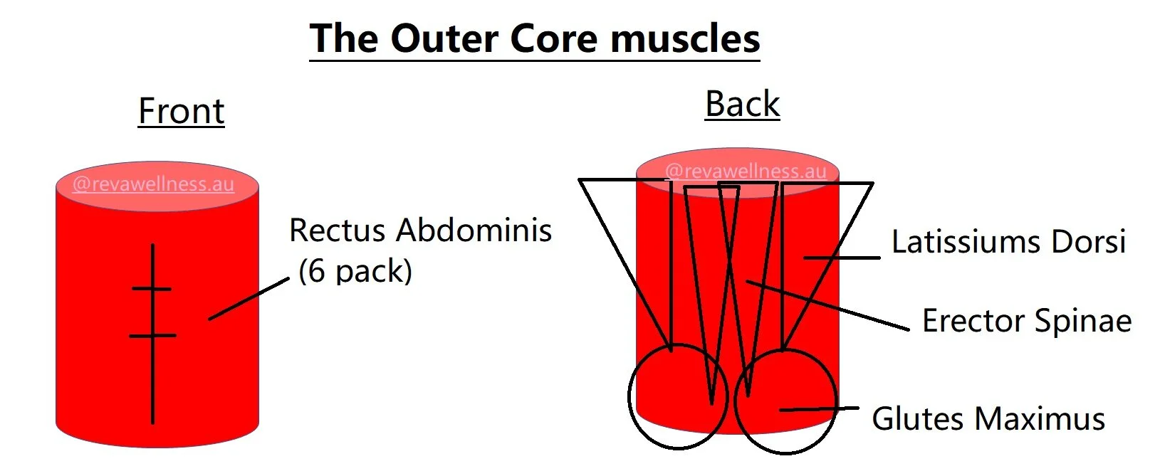 Outer Core Muscles