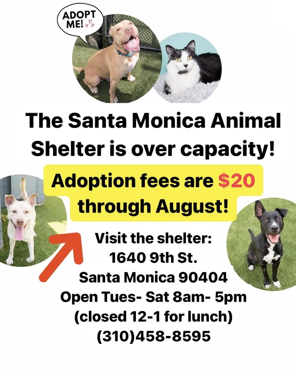 Santa Monica Animal Shelter Foundation