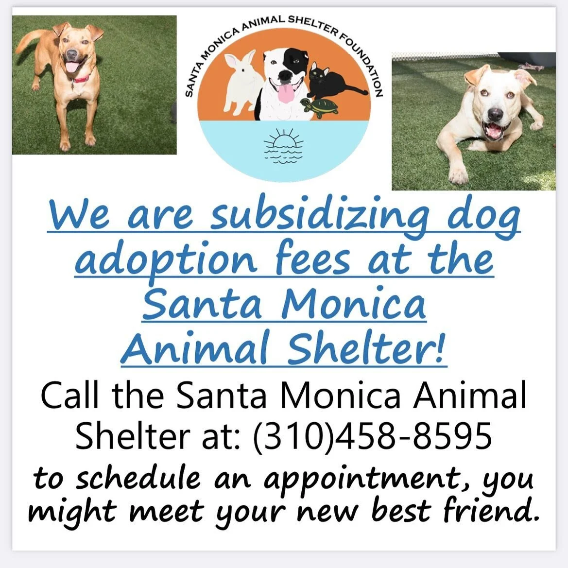Santa Monica Animal Shelter Foundation