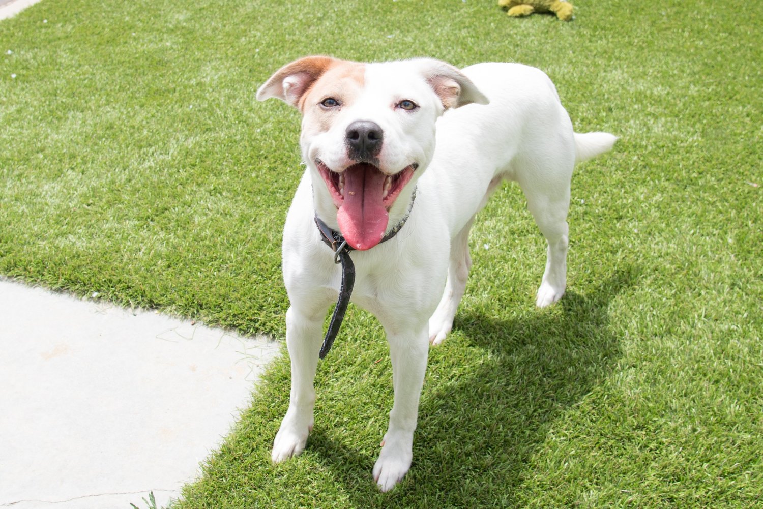 Sponsor — Santa Monica Animal Shelter Foundation