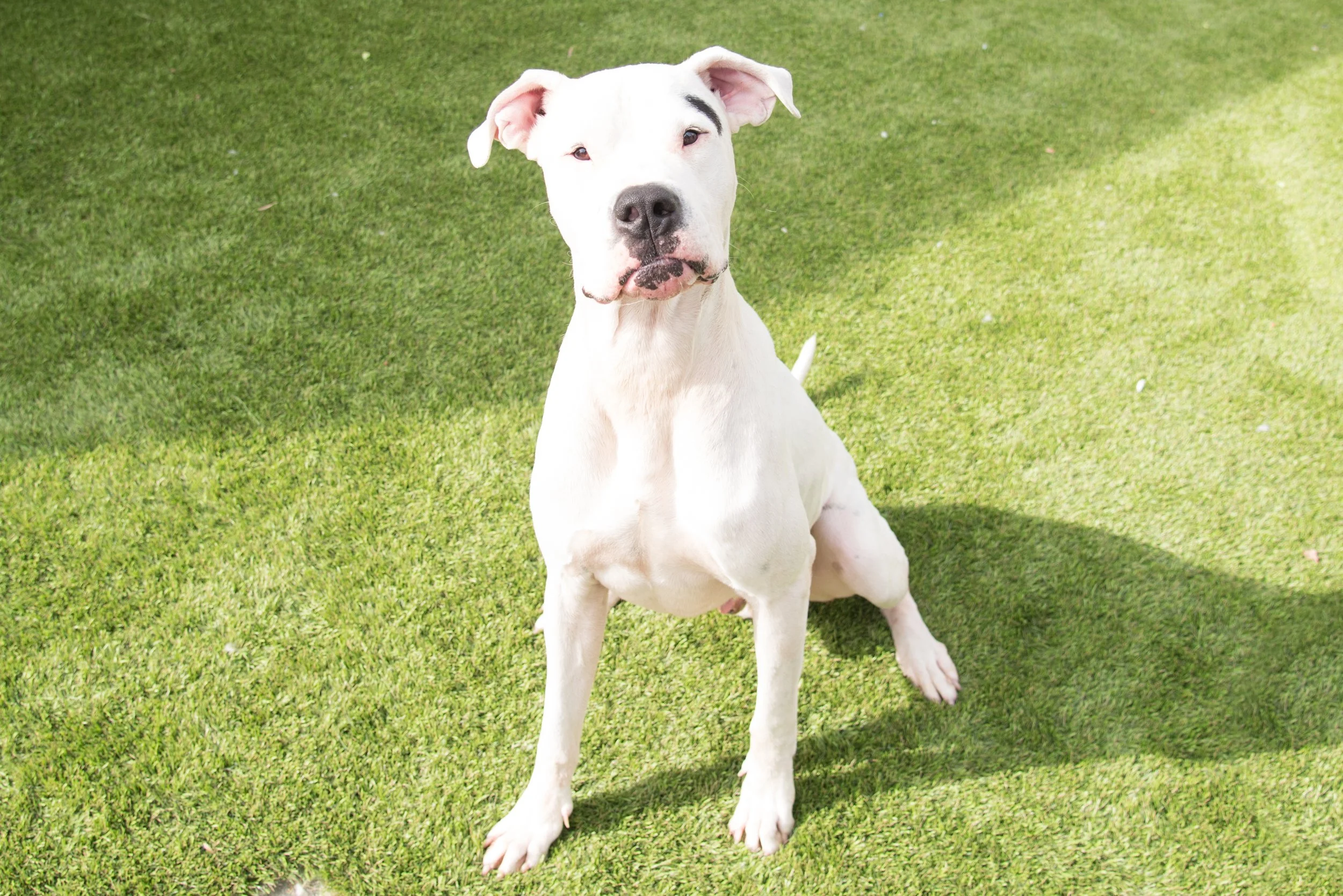 Santa Monica Animal Shelter Foundation