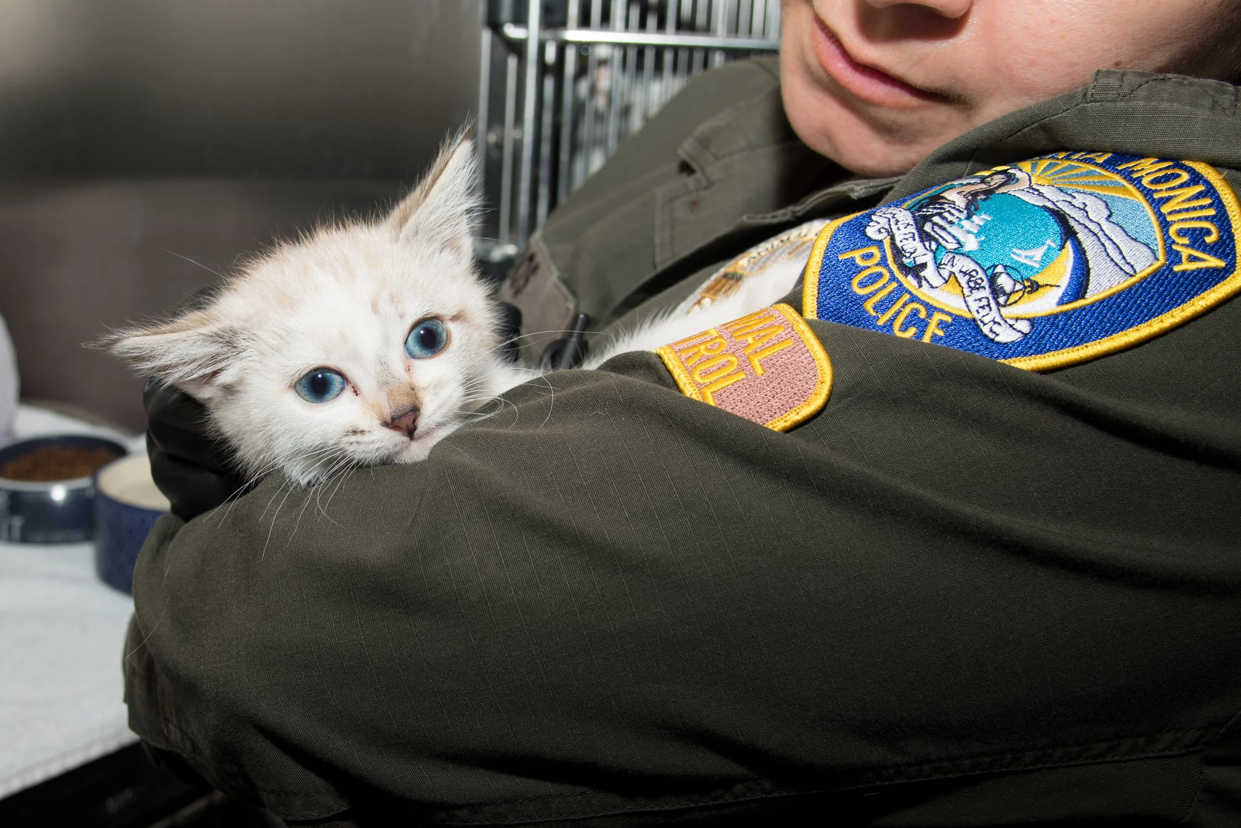 Monetary Donations — Santa Monica Animal Shelter Foundation