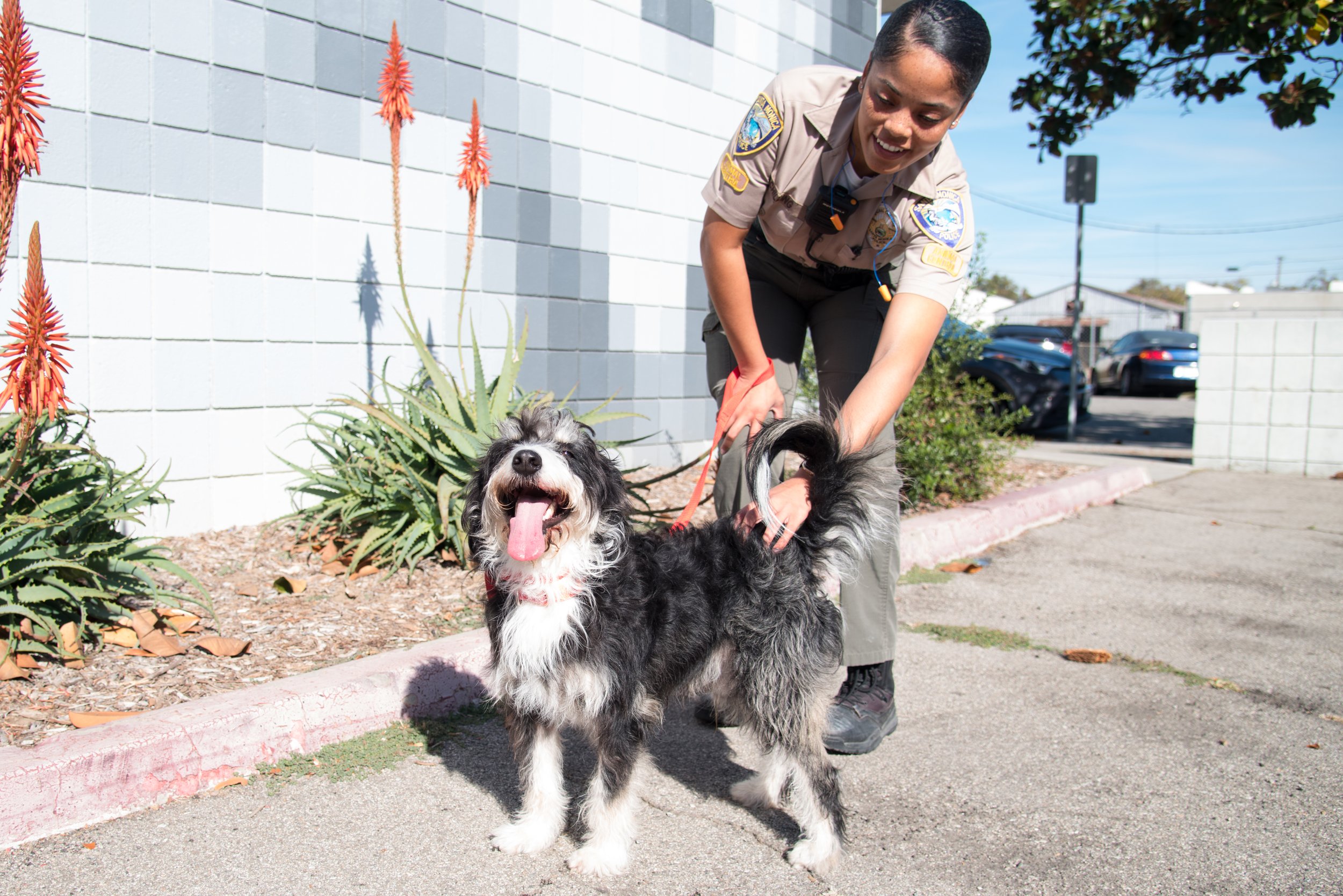 Santa Monica Animal Shelter Foundation