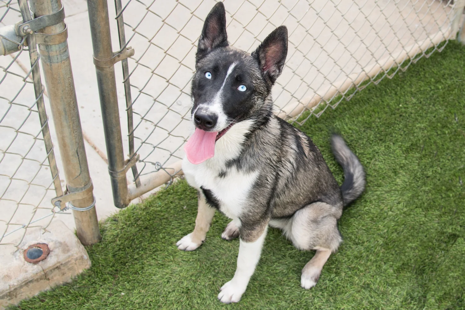 Sponsor — Santa Monica Animal Shelter Foundation