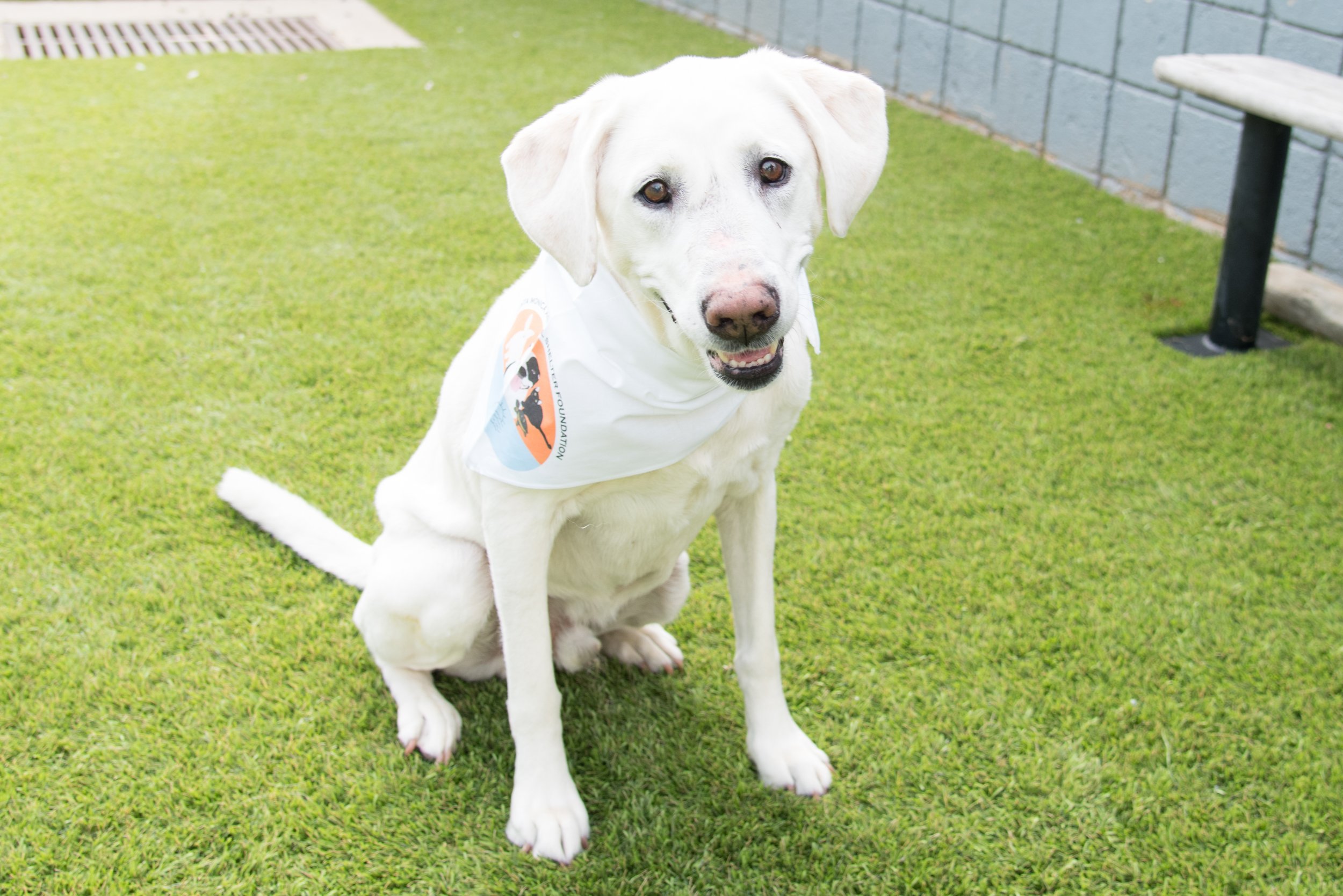 Sponsor — Santa Monica Animal Shelter Foundation