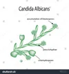 Rejuvenate with Anna Talks about Candida Albicans — Honey's Harvest Farm