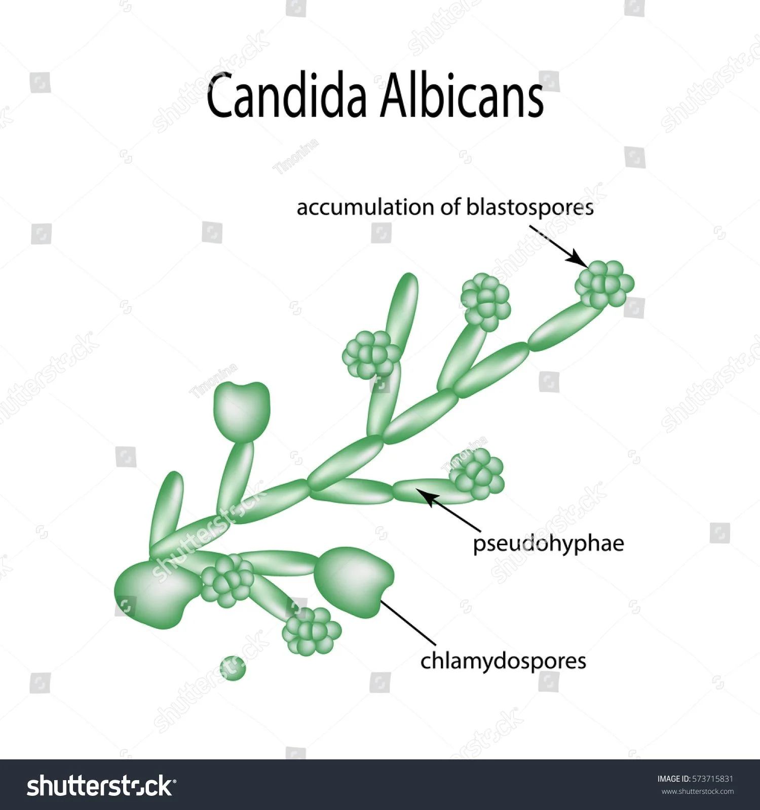 Rejuvenate with Anna Talks about Candida Albicans — Honey's Harvest Farm