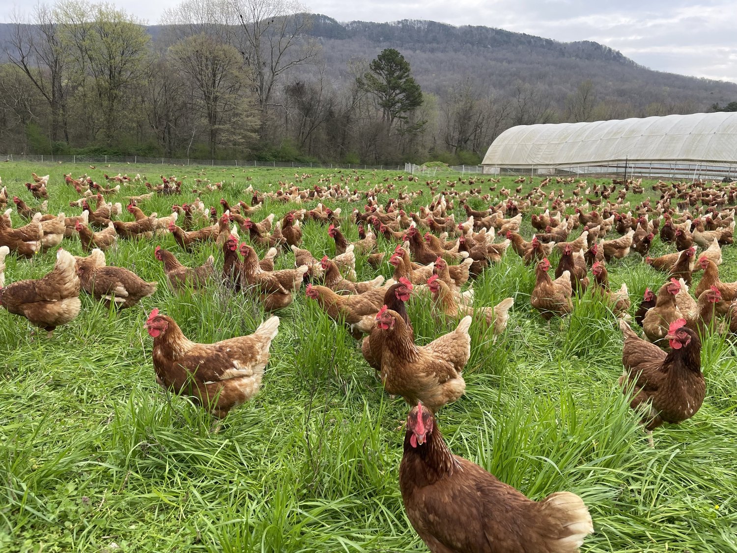 Sequatchie Cove Farm