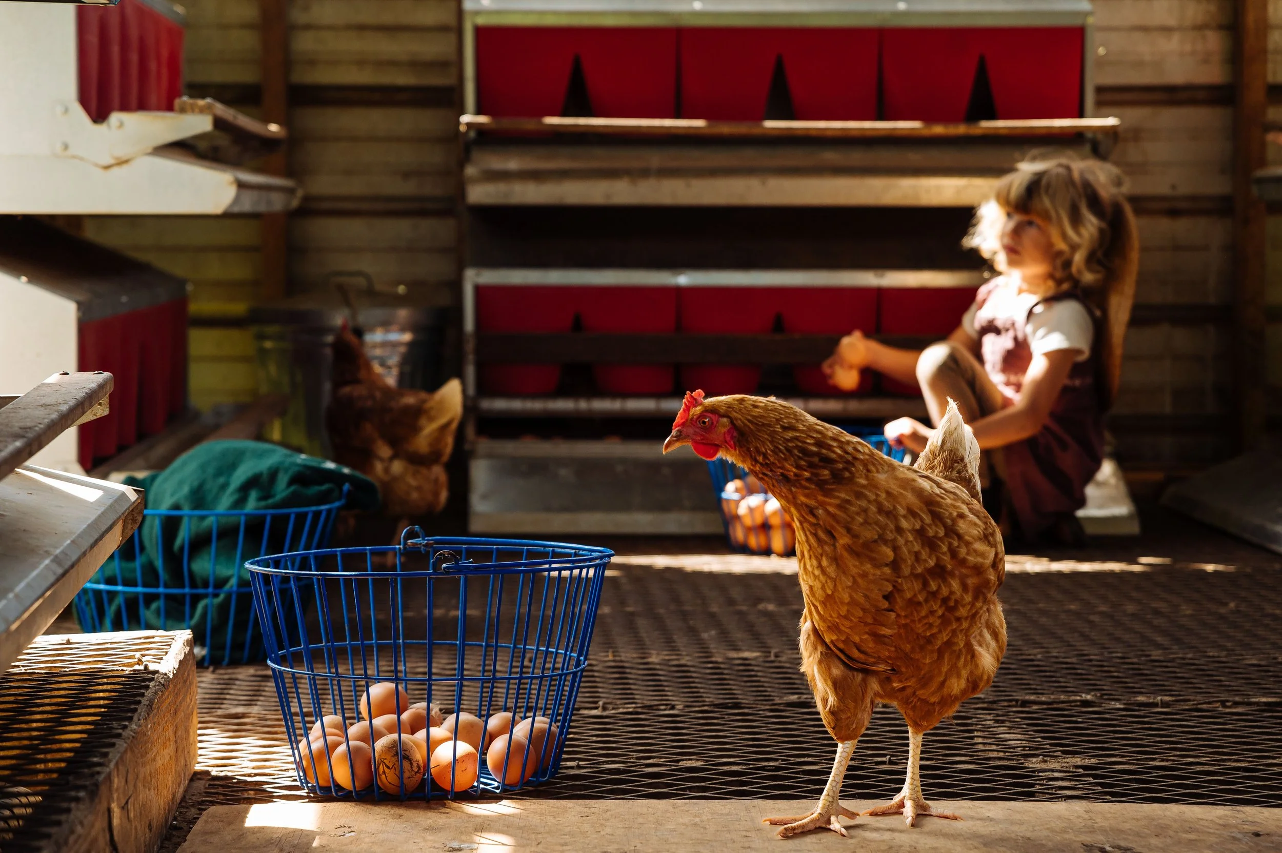 Sequatchie Cove Farm