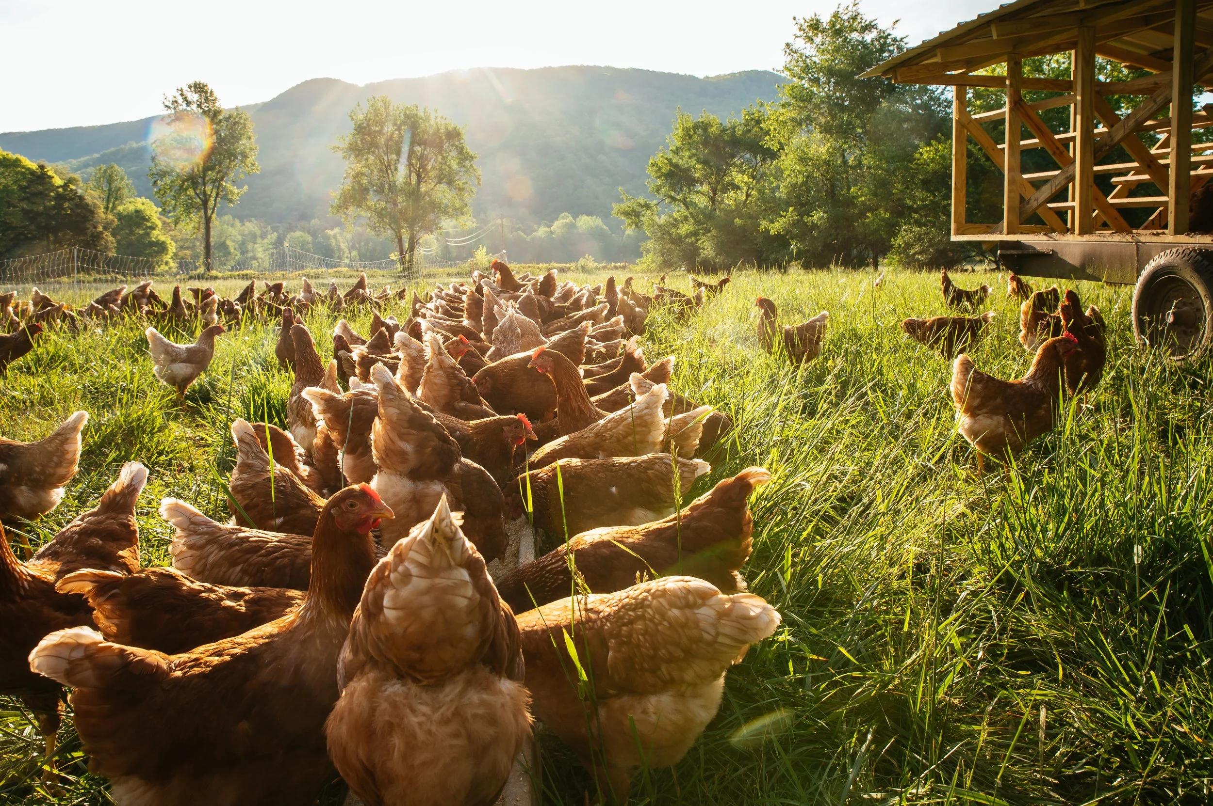 Products — Sequatchie Cove Farm