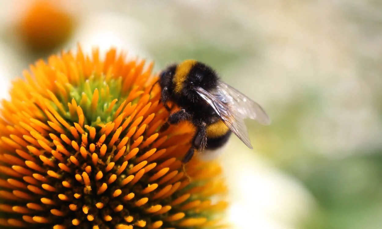 Bee awareness month - Sustainability Trust Wellington