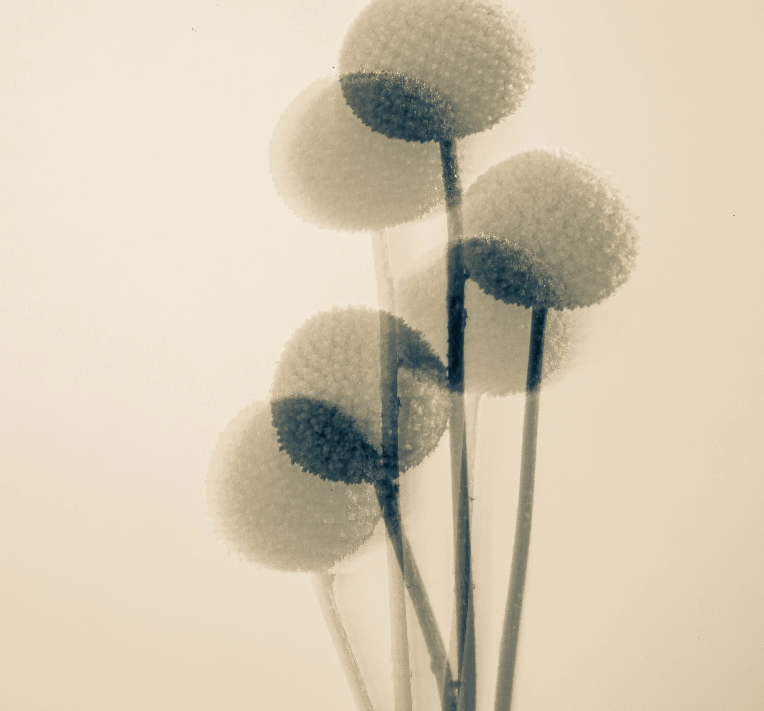 Still Life — Glen Serbin