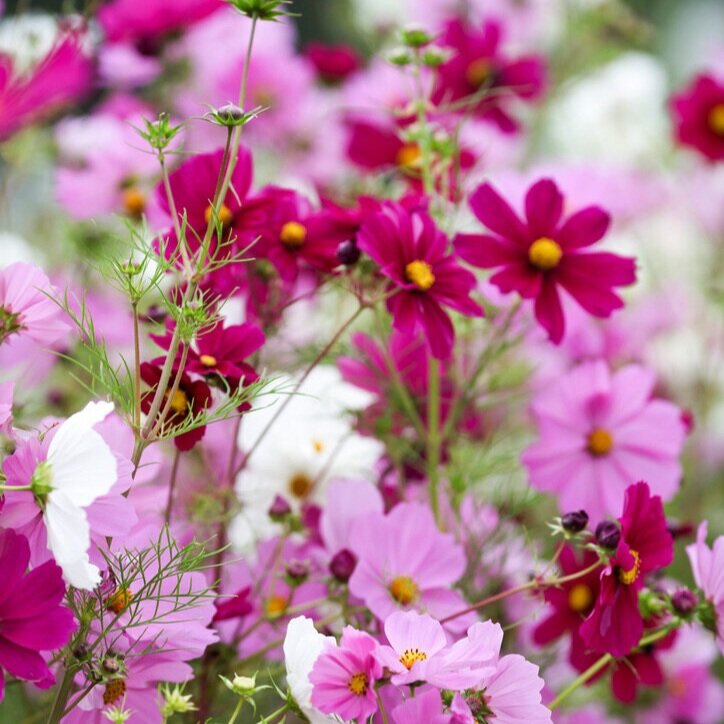 Free Resources — Growing Kindness Project