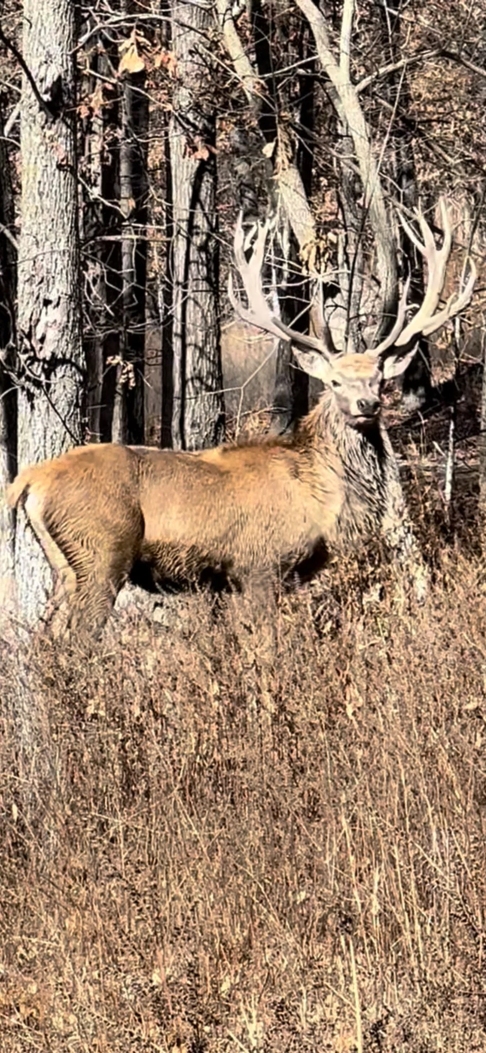 The Hunt — Pinnacle Ridge Whitetails High Fence Hunting Lodge