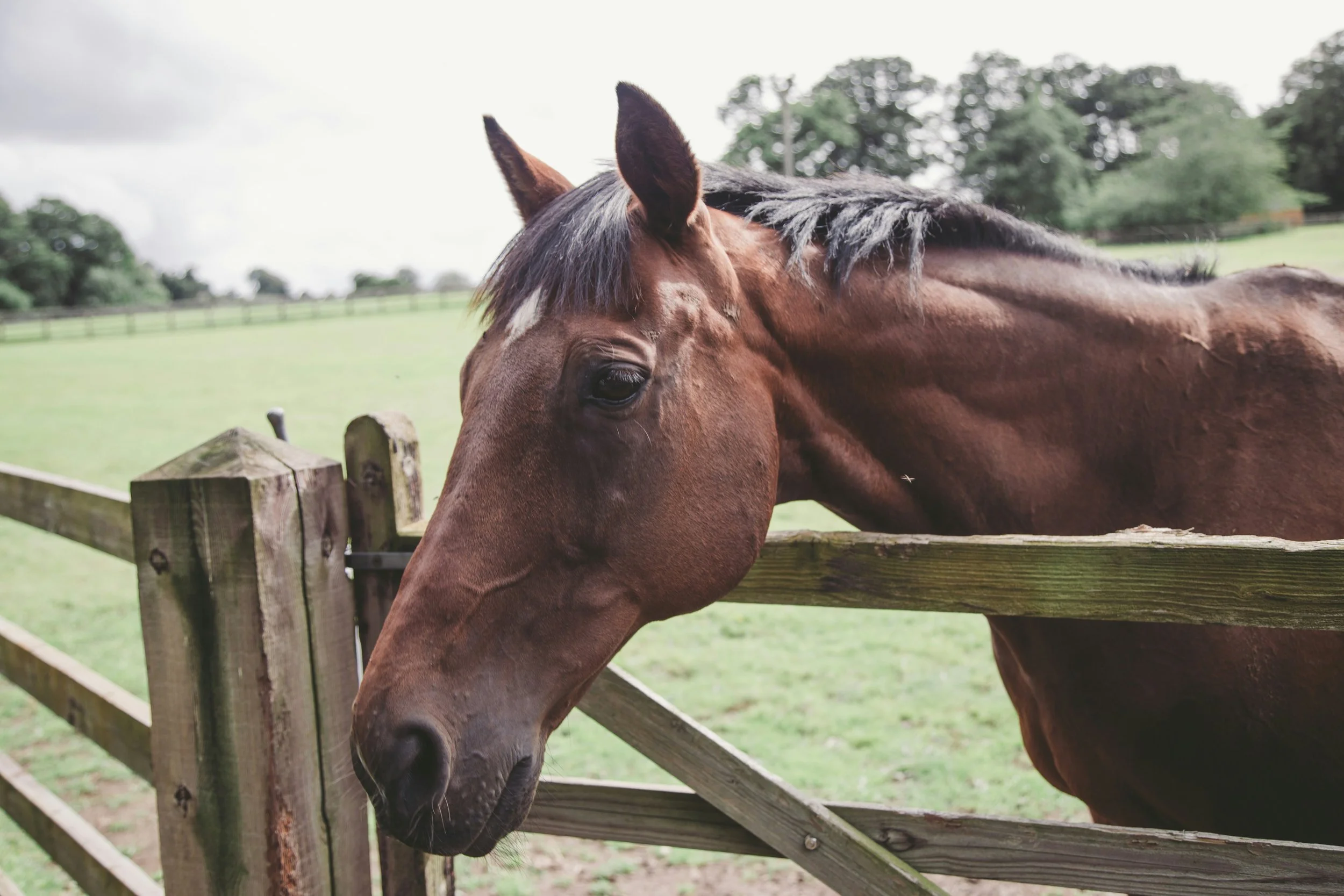No Fear In Love: Healing Trauma in All Creatures Great and Small ...