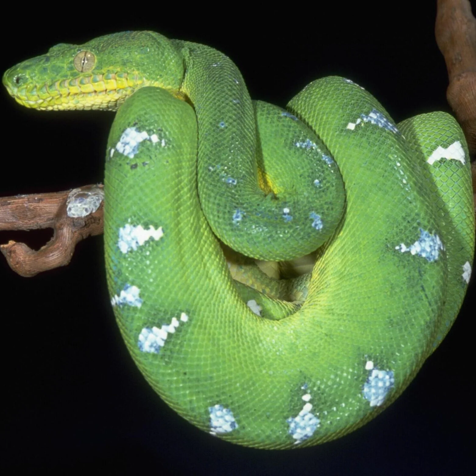 Animals — Riverside Discovery Center