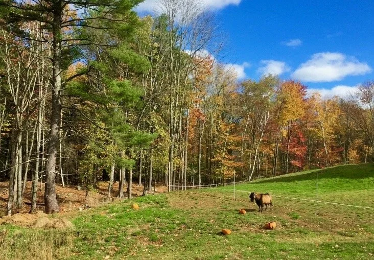 Health & Management — Old Mountain Farm