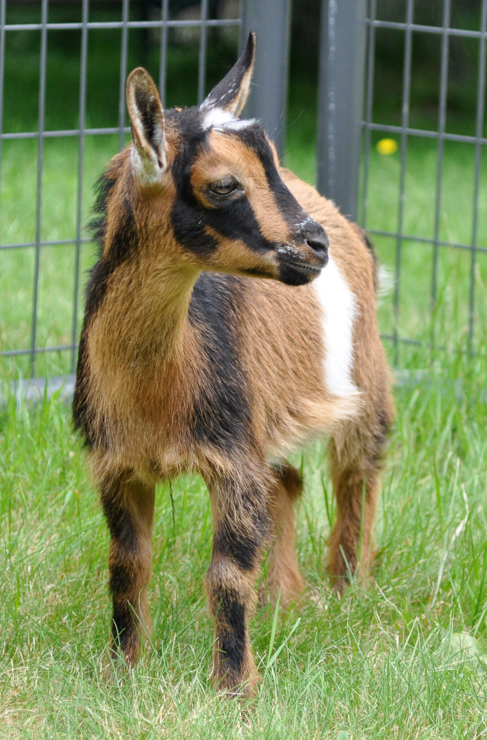 Old Mountain Farm TipToe — Old Mountain Farm