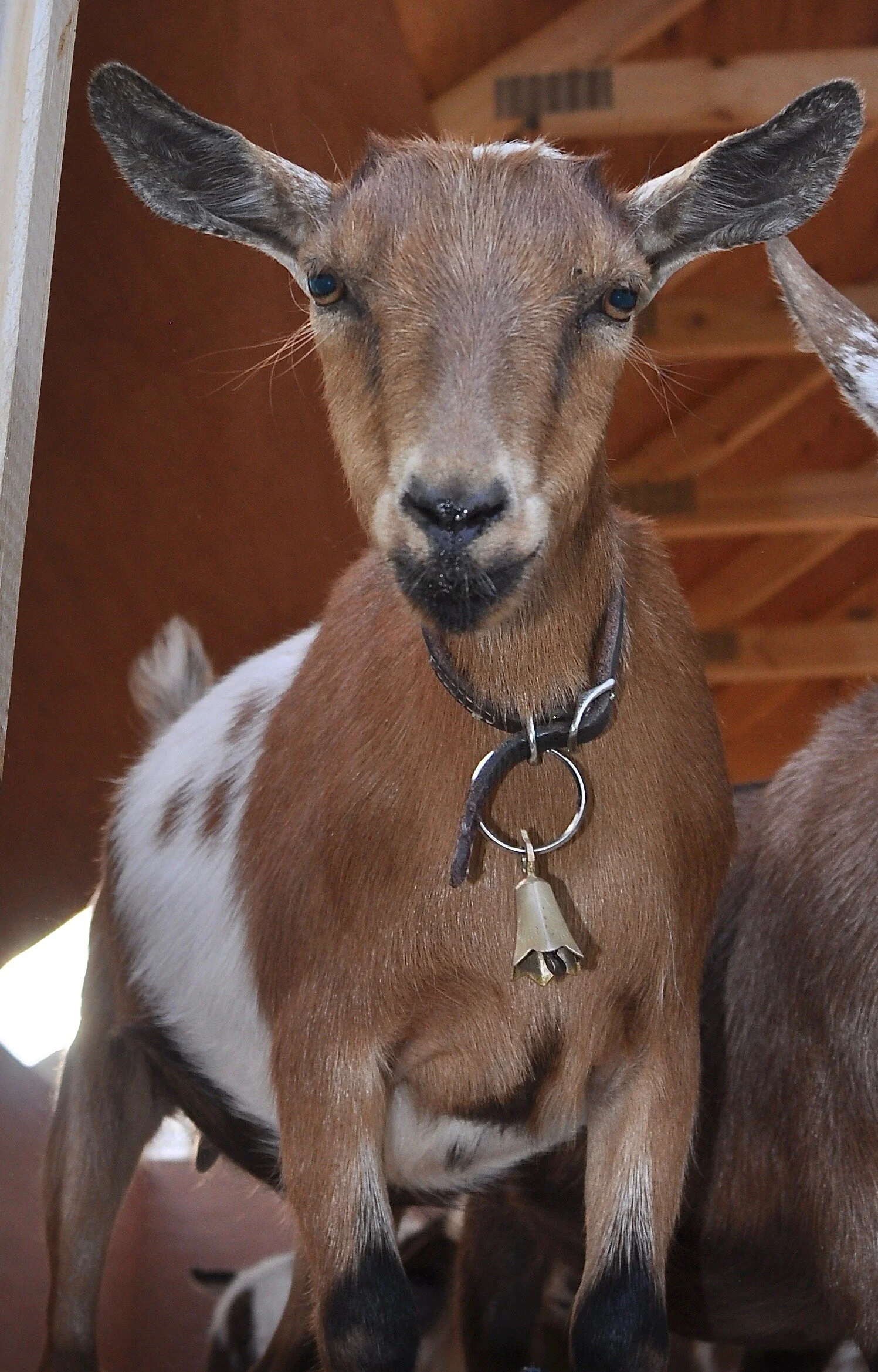 Old Mountain Farm Anahita — Old Mountain Farm