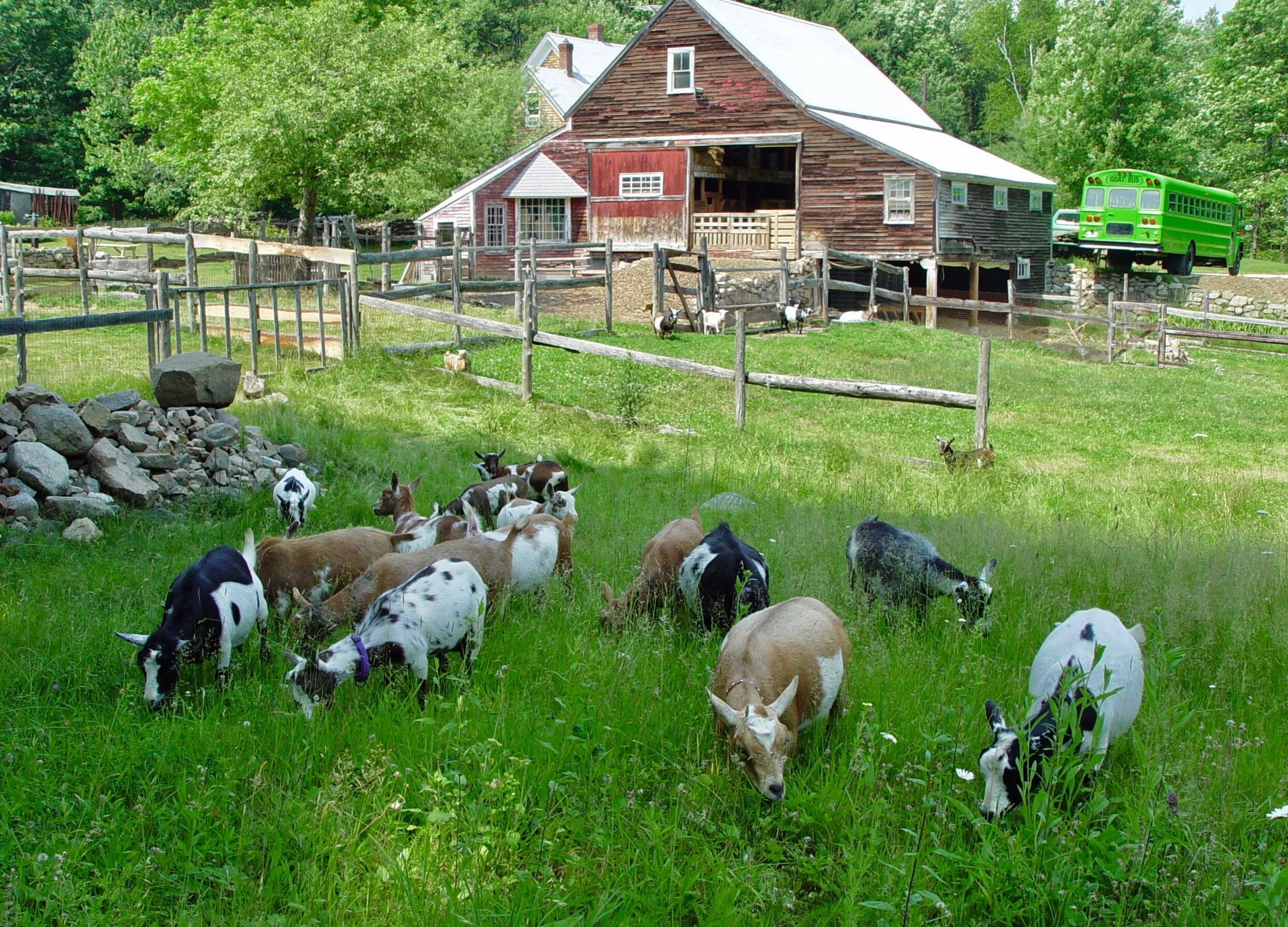 Health & Management — Old Mountain Farm