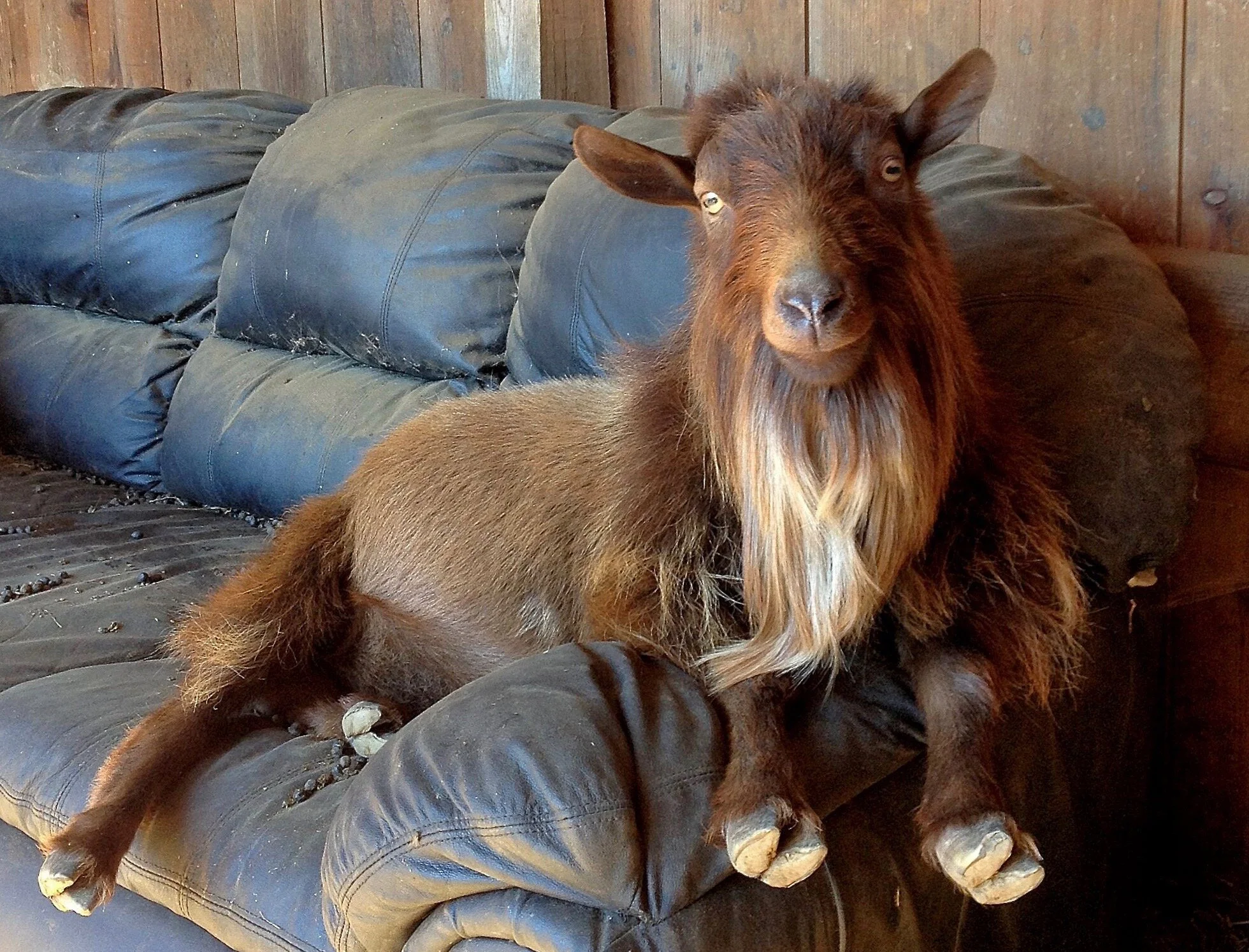 Our Favorite Links — Old Mountain Farm