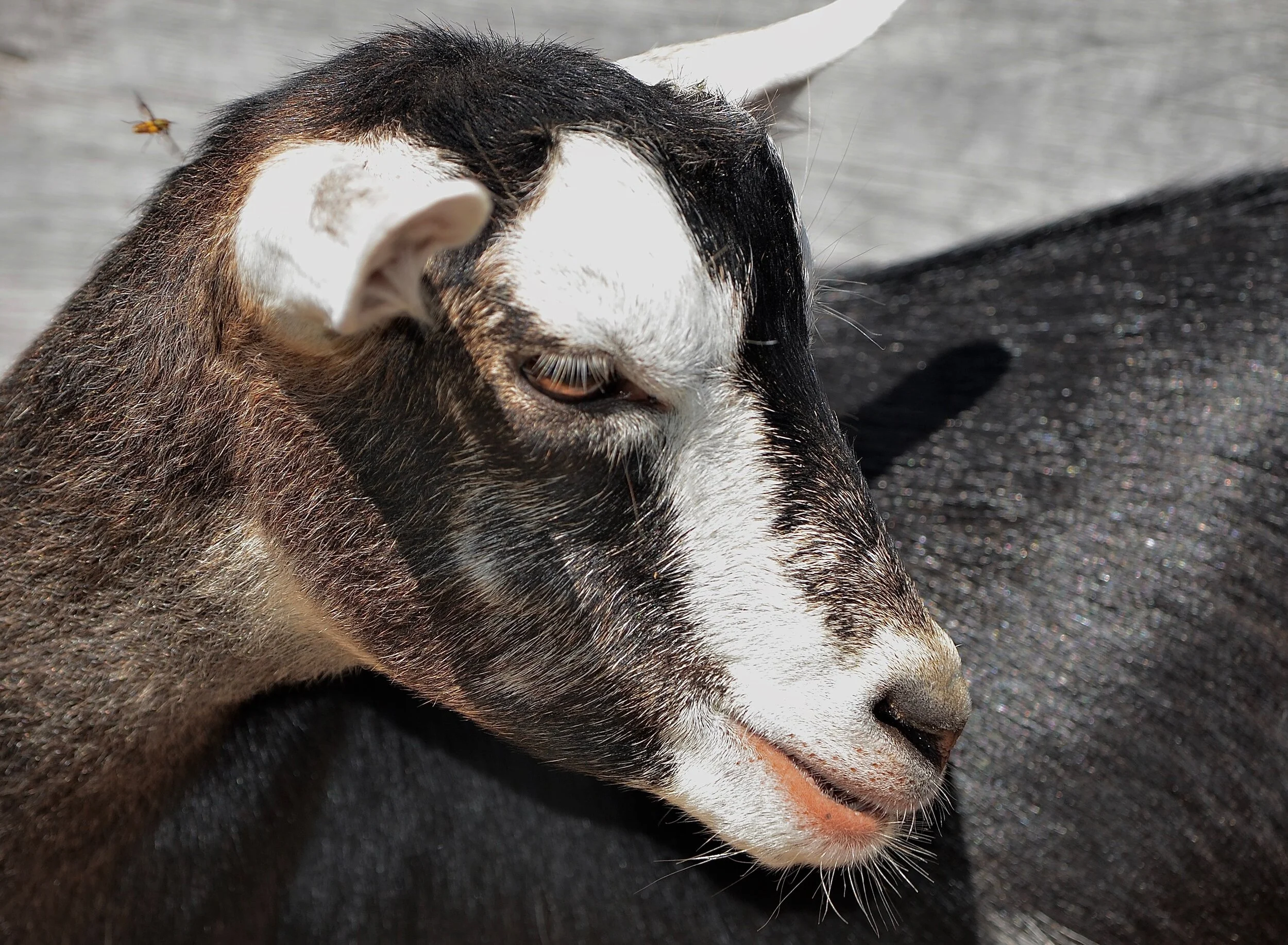 Old Mountain Farm Fat Tuesday — Old Mountain Farm