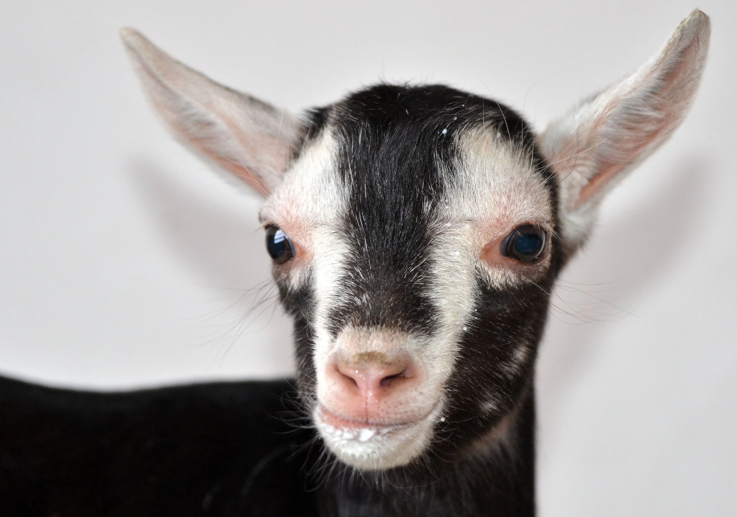 Old Mountain Farm Fat Tuesday — Old Mountain Farm