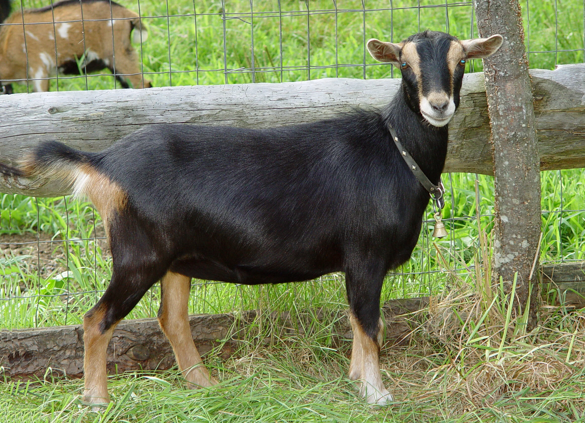 NC PromisedLand Nemesis — Old Mountain Farm