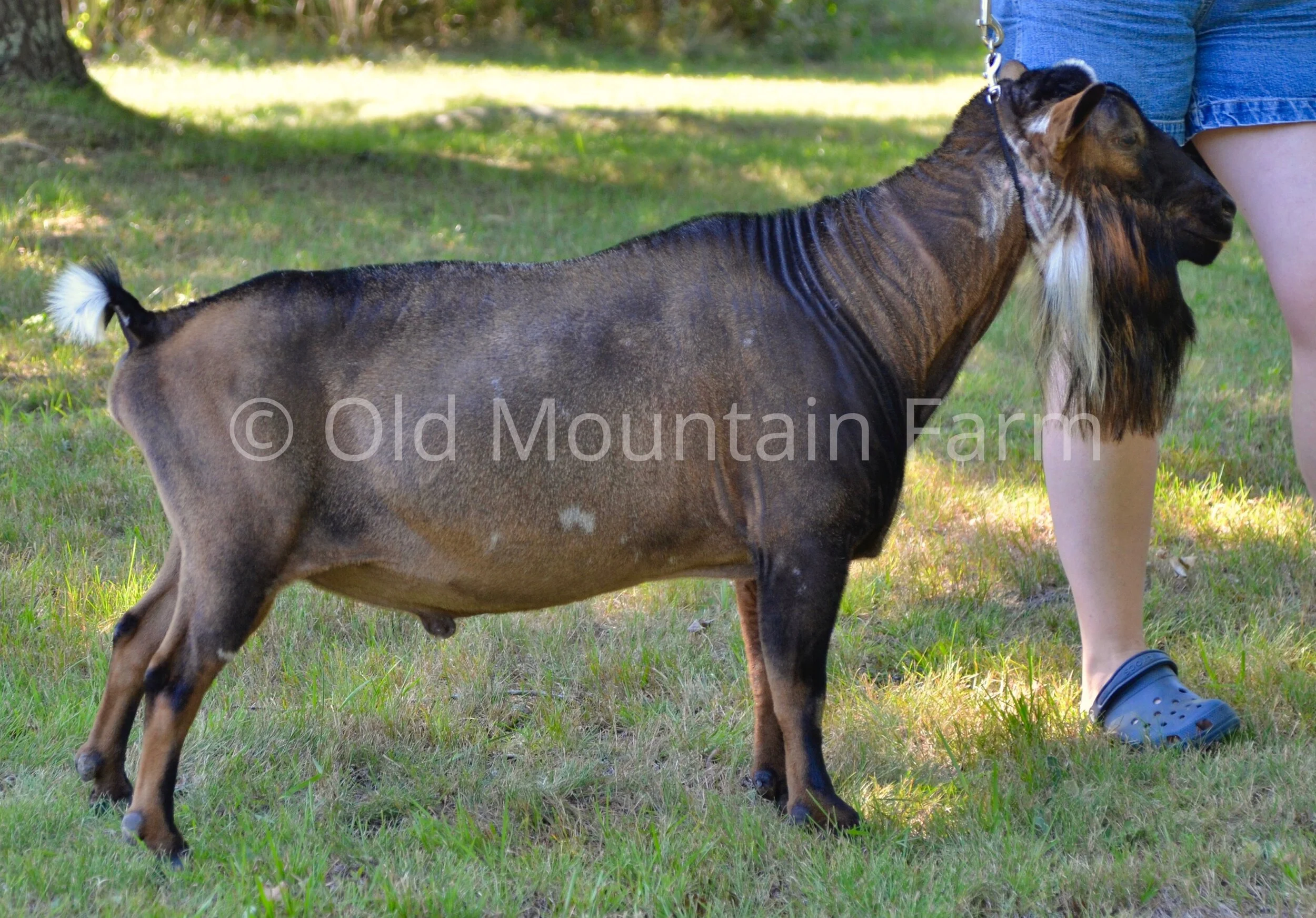 Old Mountain Farm Stag — Old Mountain Farm