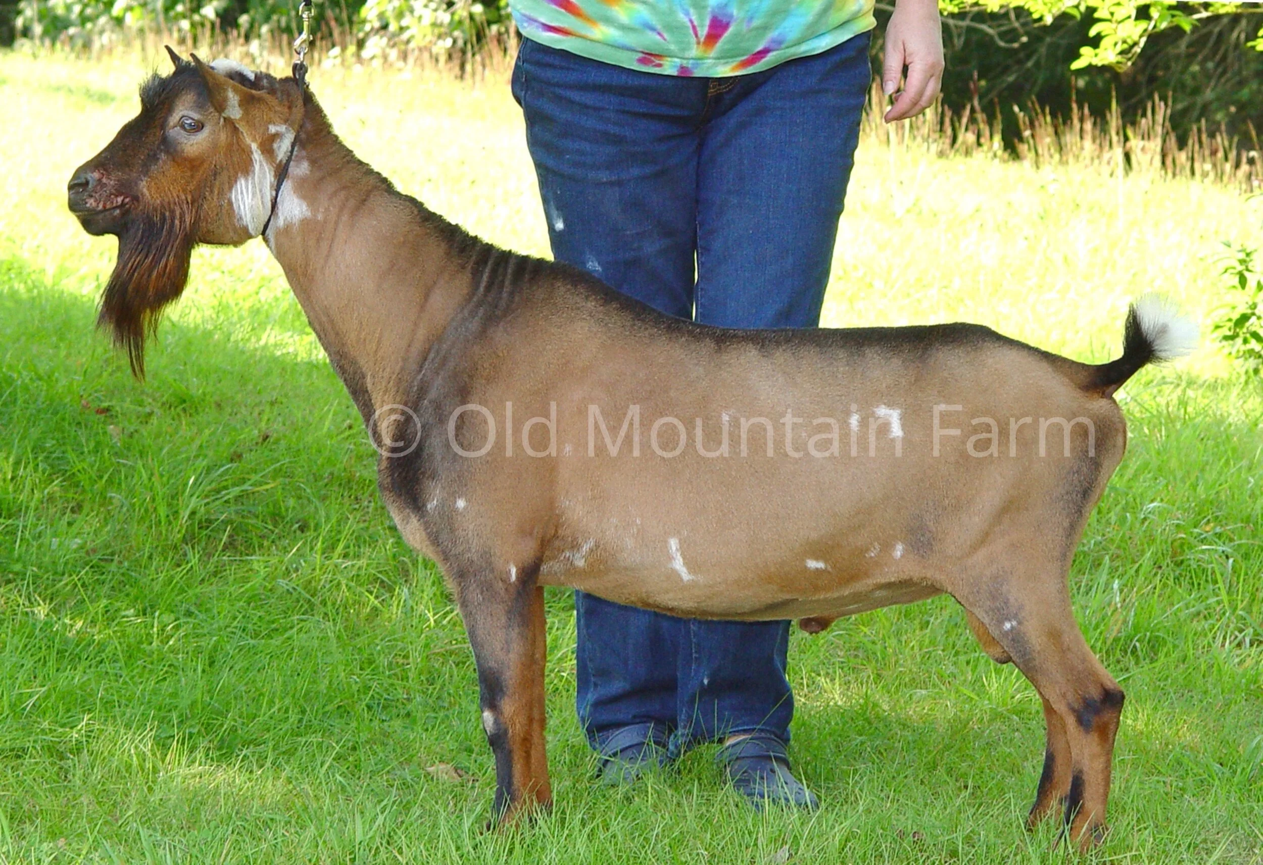 Old Mountain Farm Stag — Old Mountain Farm