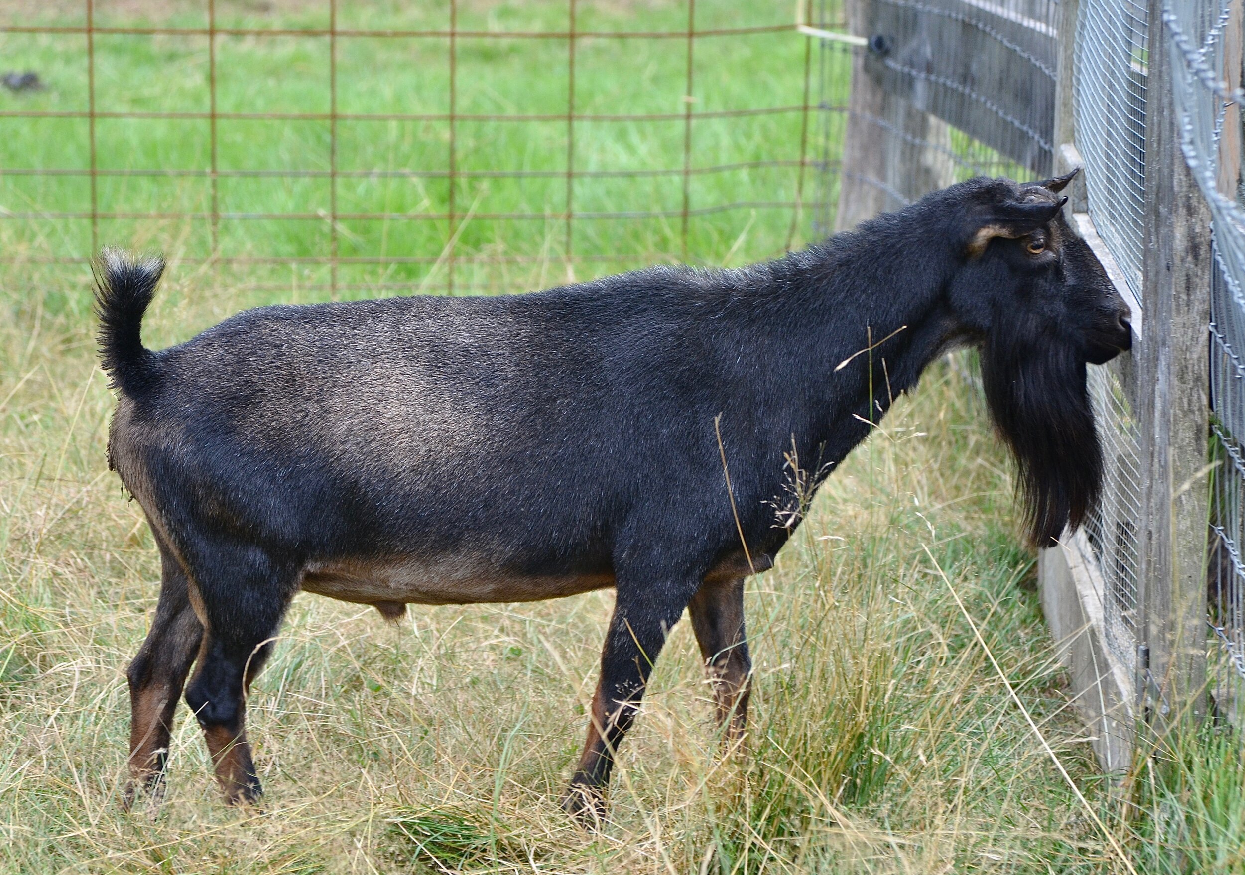 Old Mountain Farm Oliver Again — Old Mountain Farm