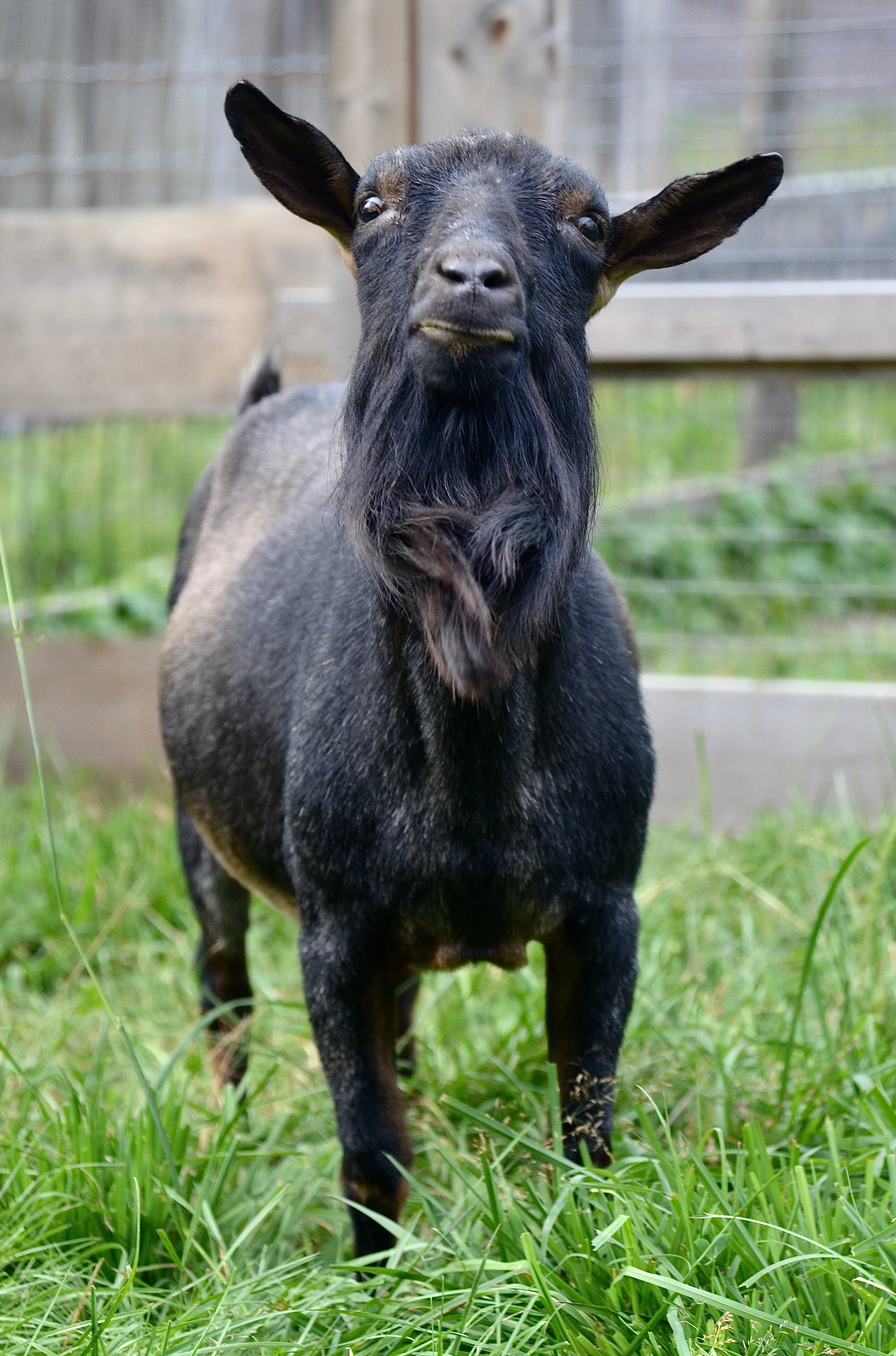 Old Mountain Farm Oliver Again — Old Mountain Farm