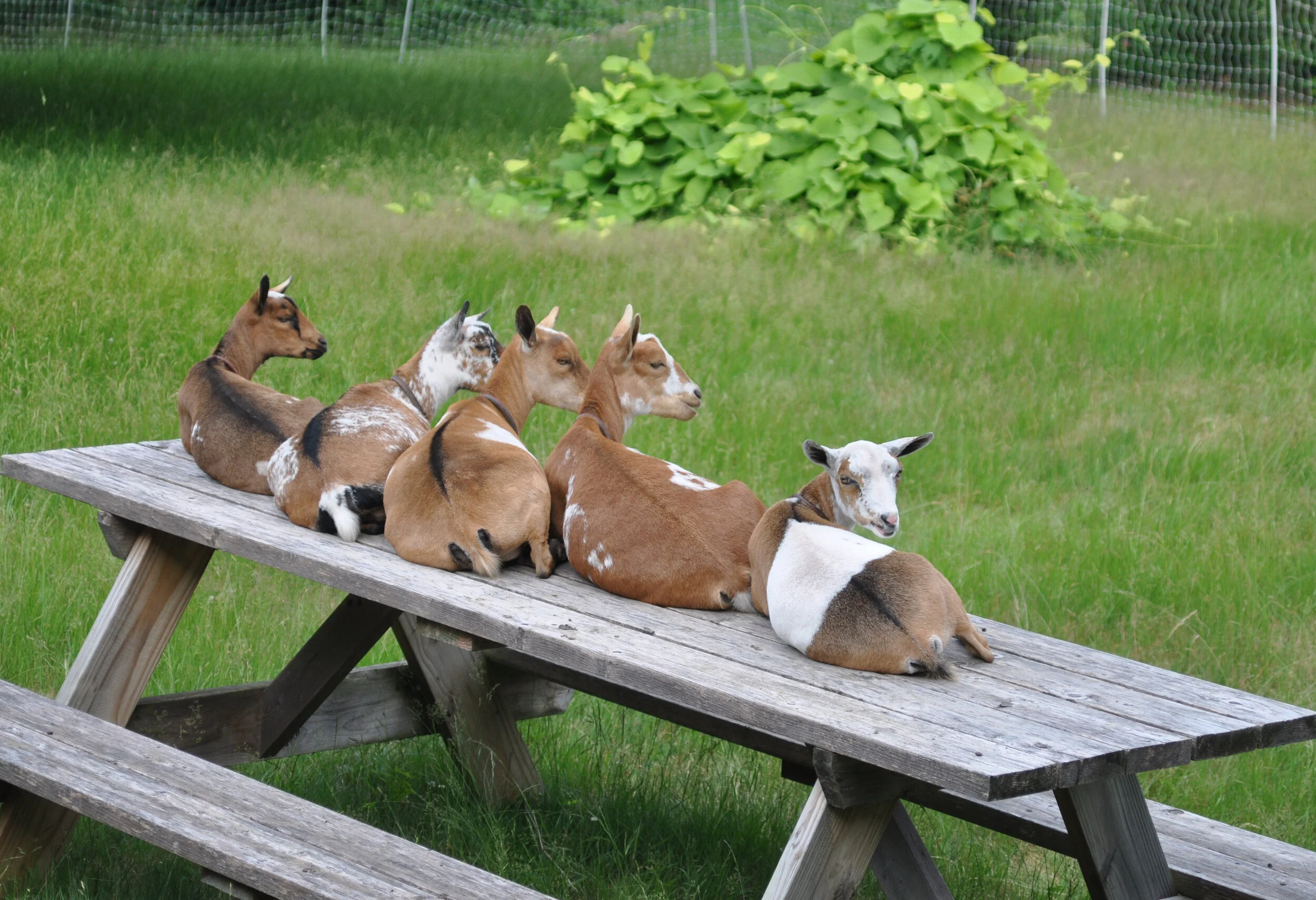About Us — Old Mountain Farm